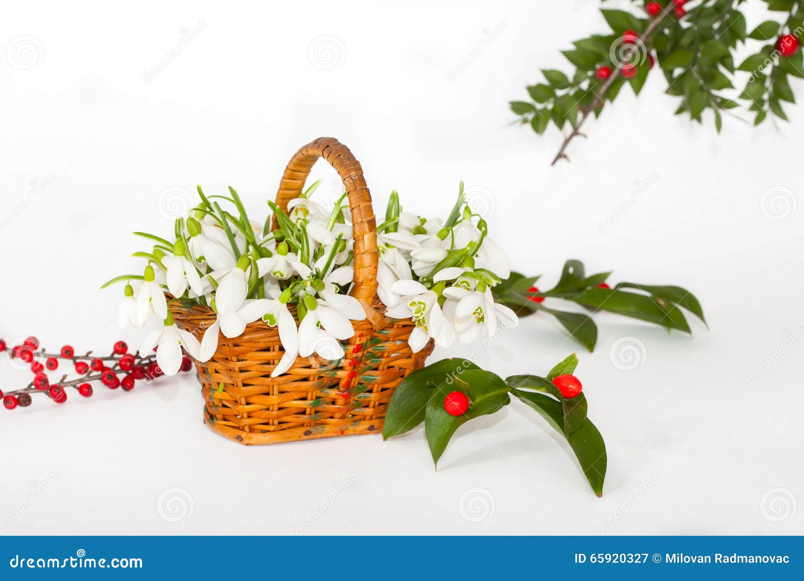 Snowdrops in Punnet with Red Berries Stock Image - Image of berry ...