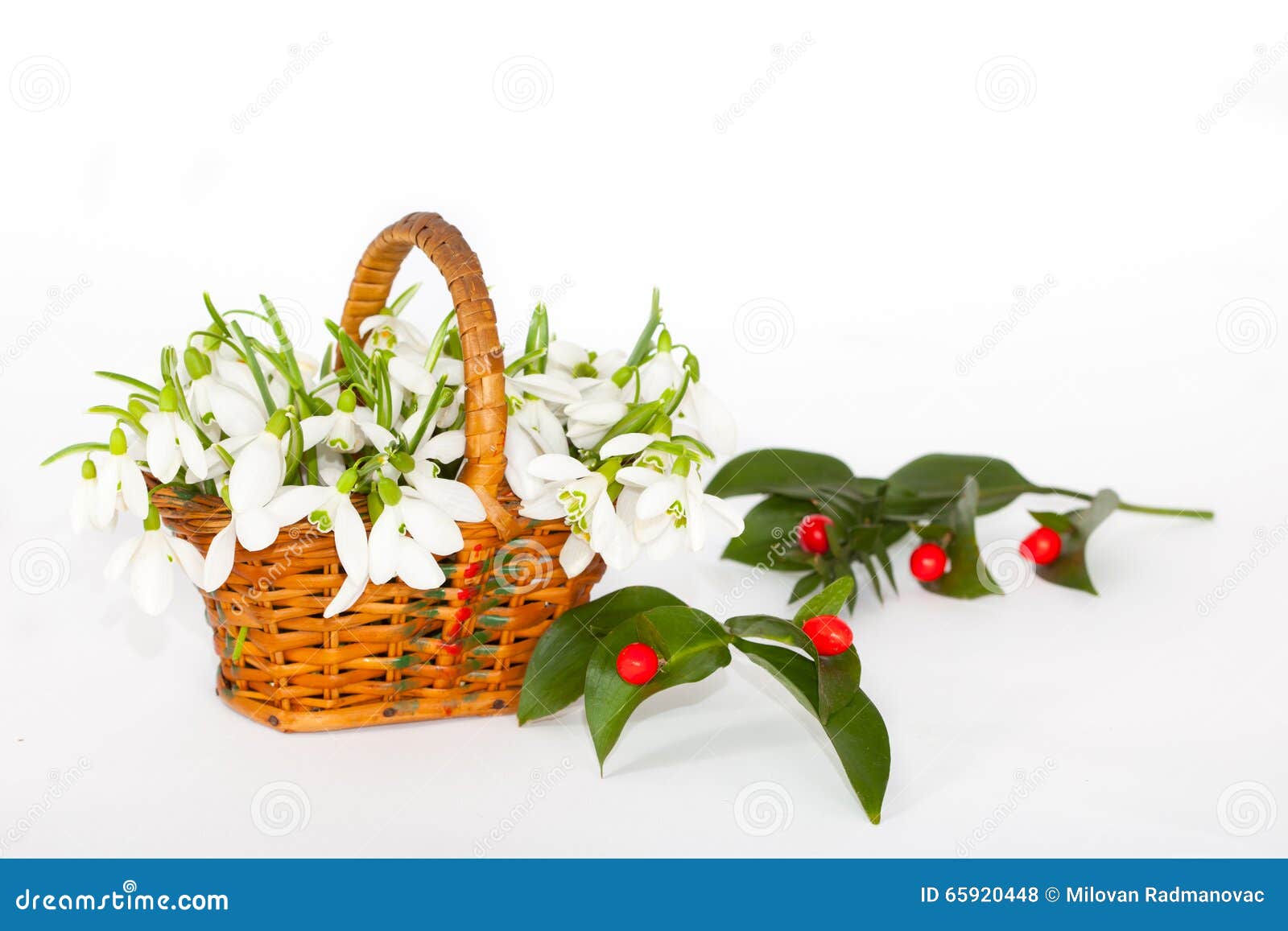 Snowdrops in Punnet with Red Berries Stock Photo - Image of snowdrop ...
