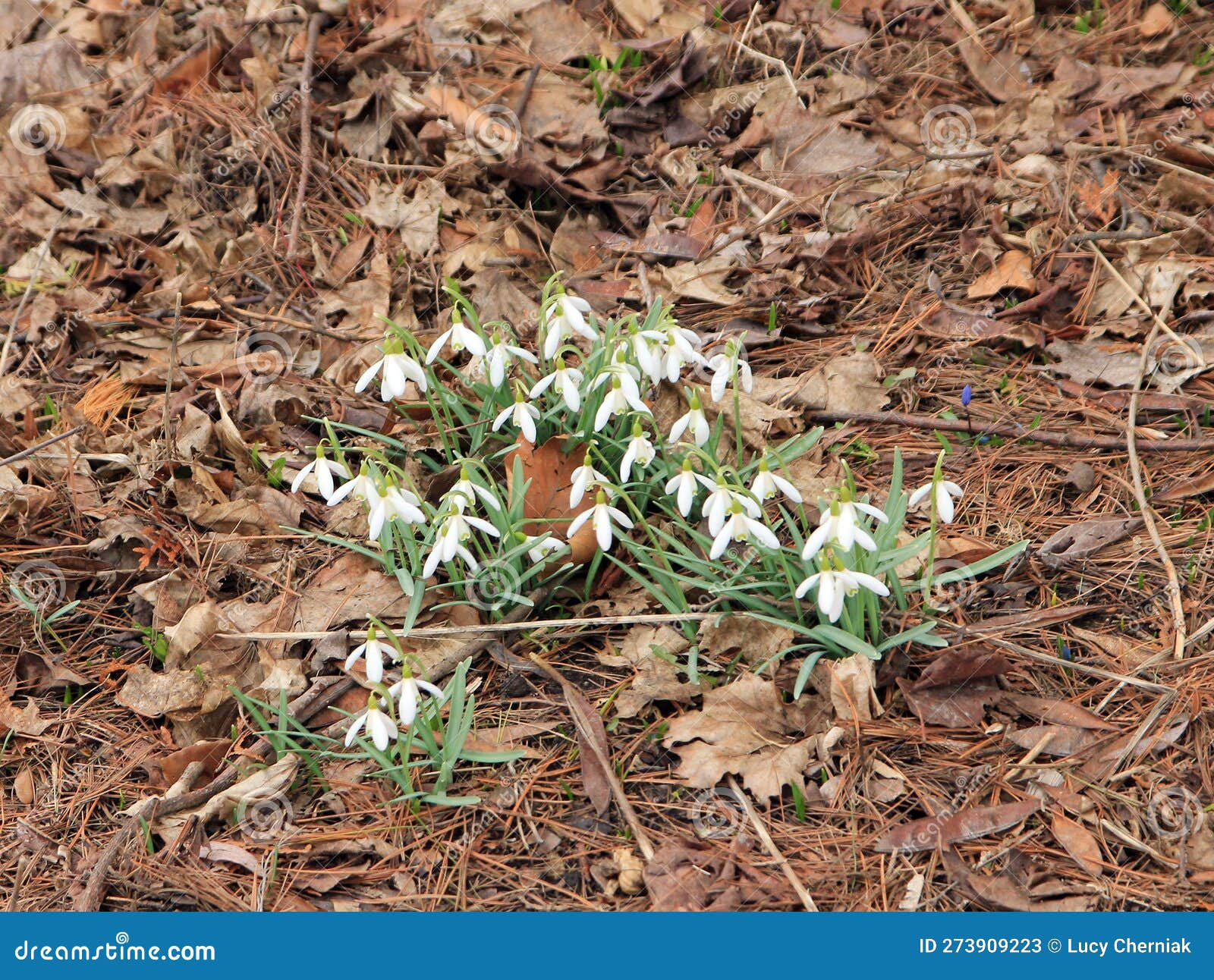 Snowdrops stock image. Image of plant, leaf, green, nature - 273909223