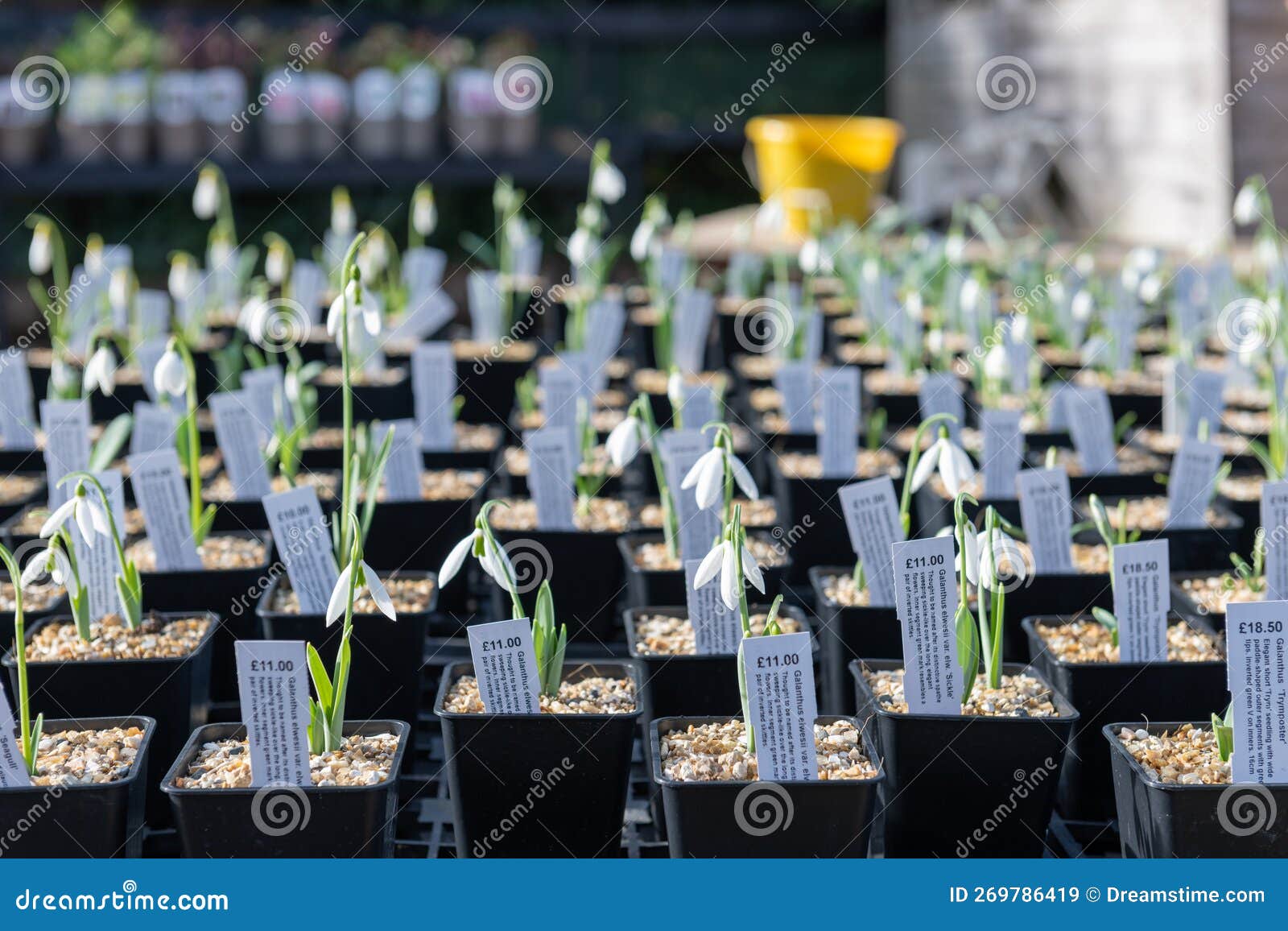Snowdrops stock image. Image of flora, outdoors, close - 269786419