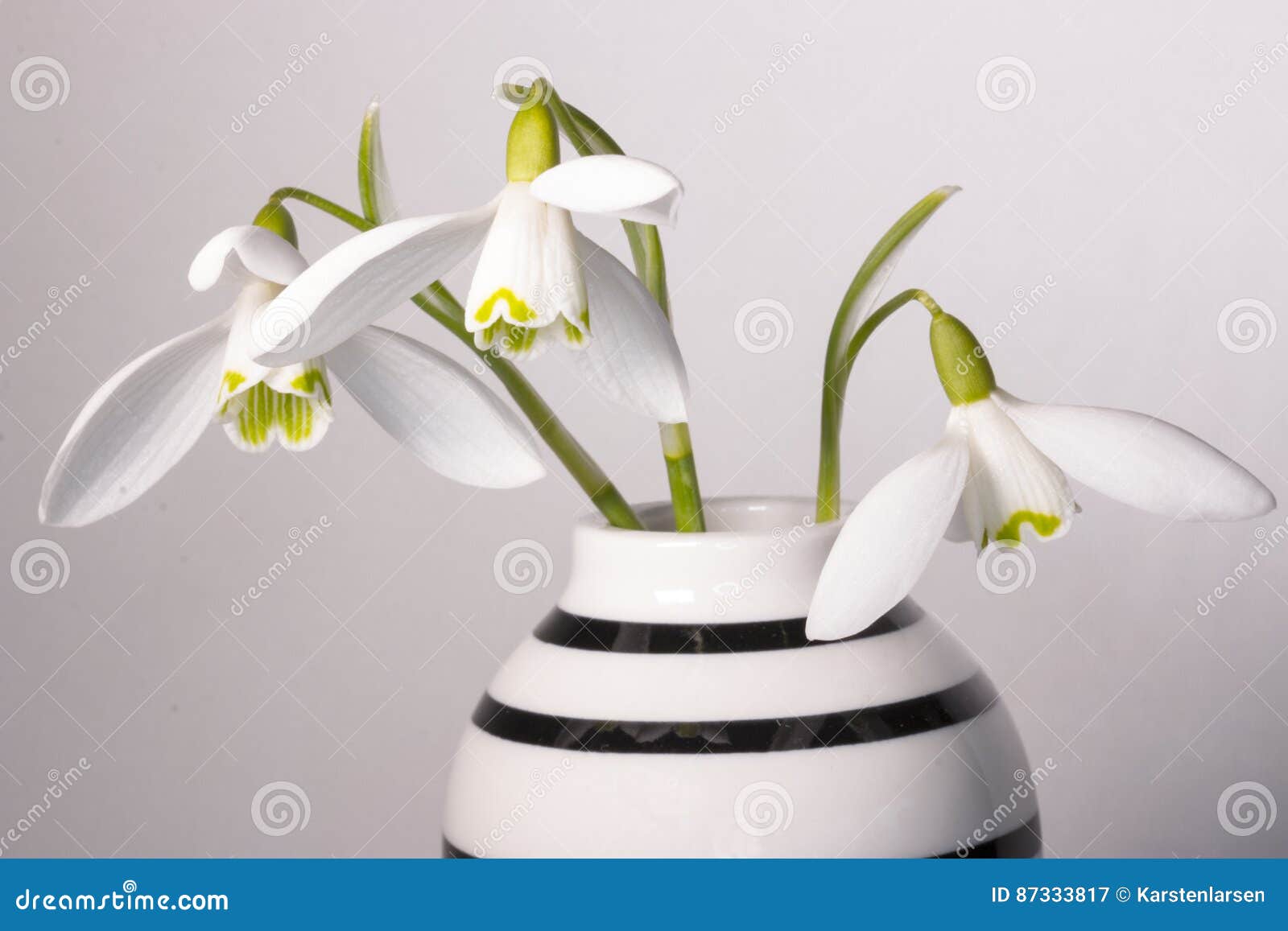 Snowdrops stock image. Image of nature, natural, snowdrop - 87333817