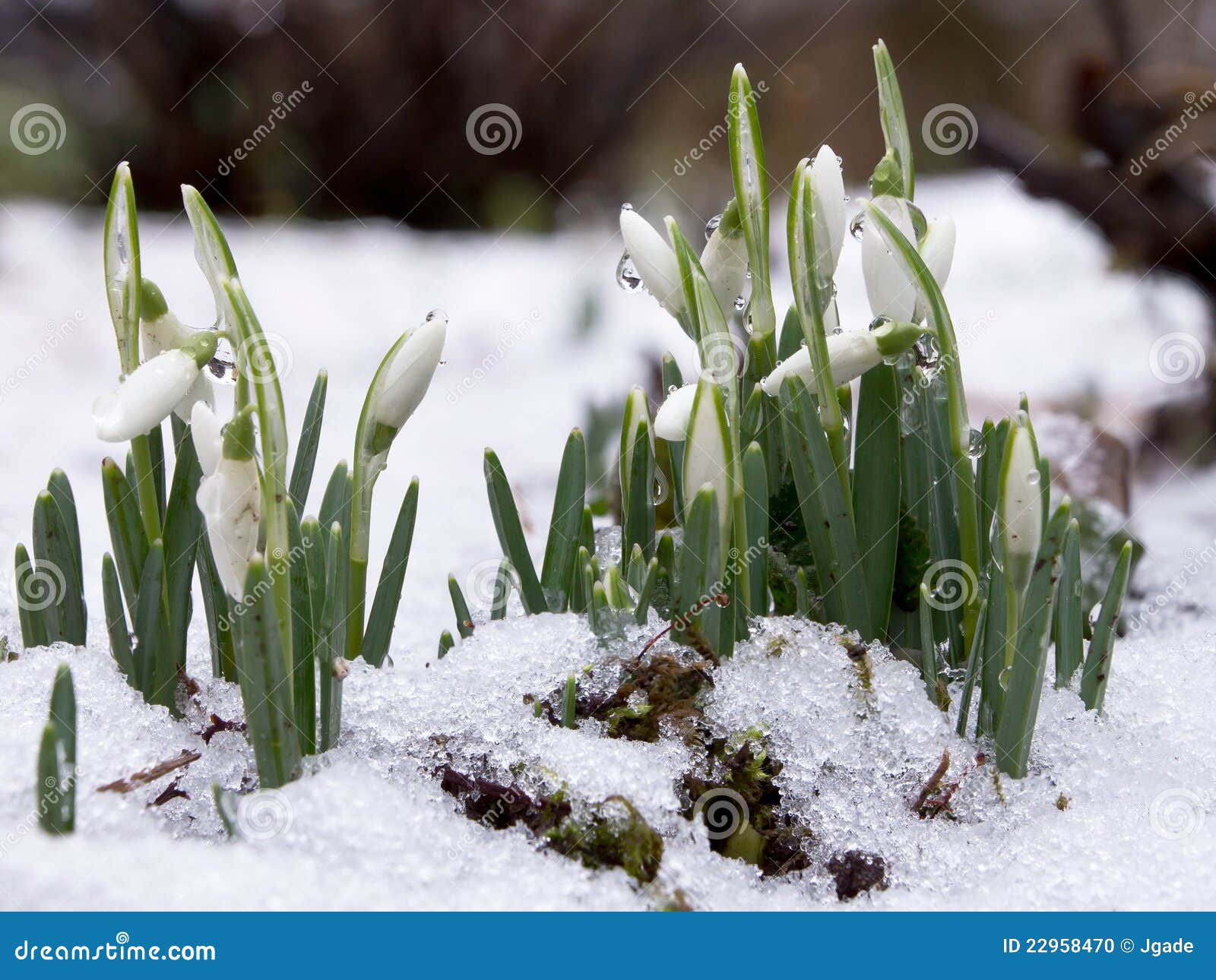 Snowdrops in snow stock photo. Image of outdoor, drop - 22958470