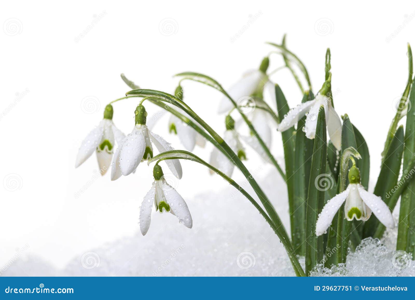 Snowdrops in snow stock image. Image of beautiful, holiday - 29627751