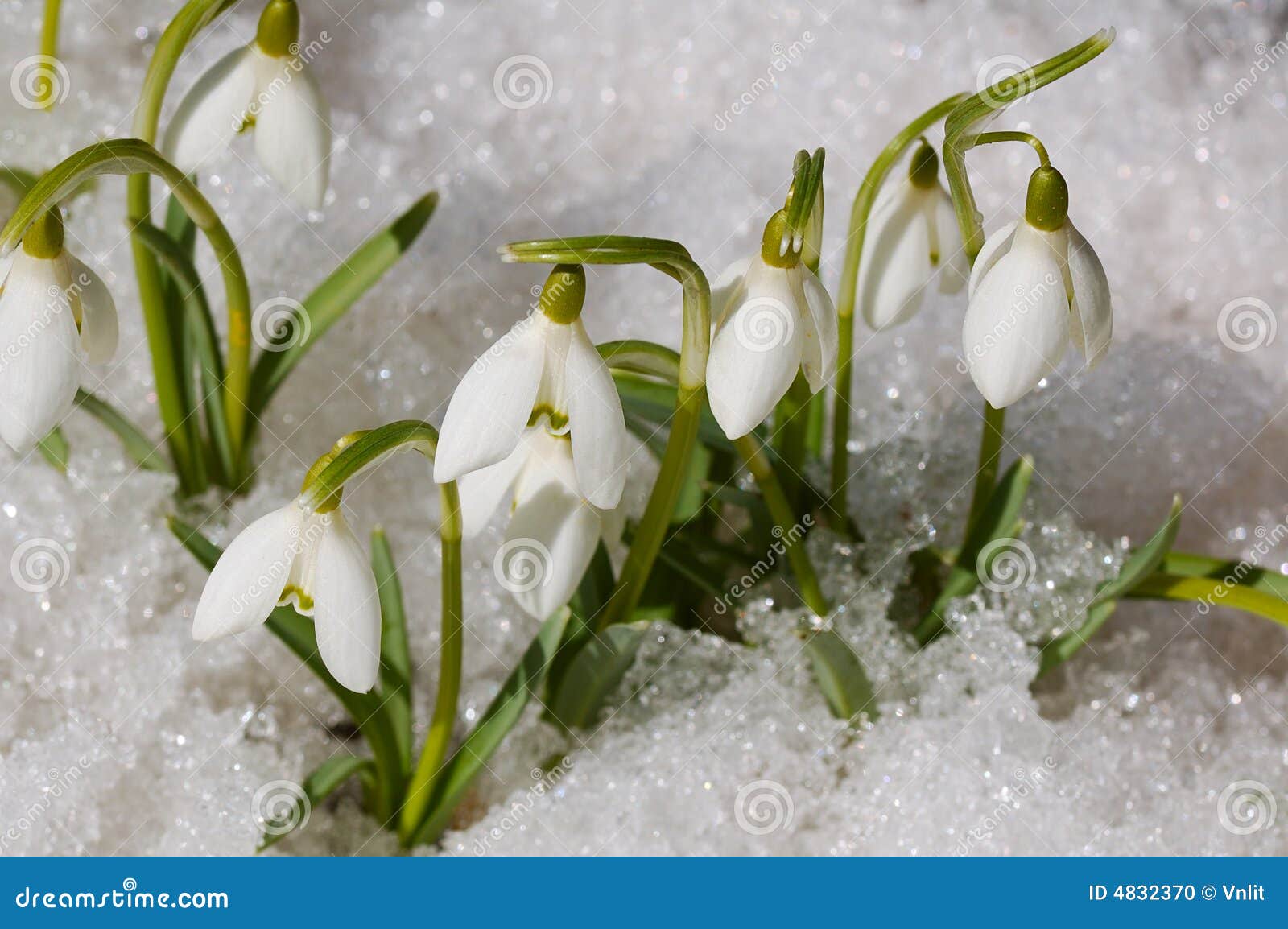 Snowdrops on snow stock photo. Image of hanging, forest - 4832370