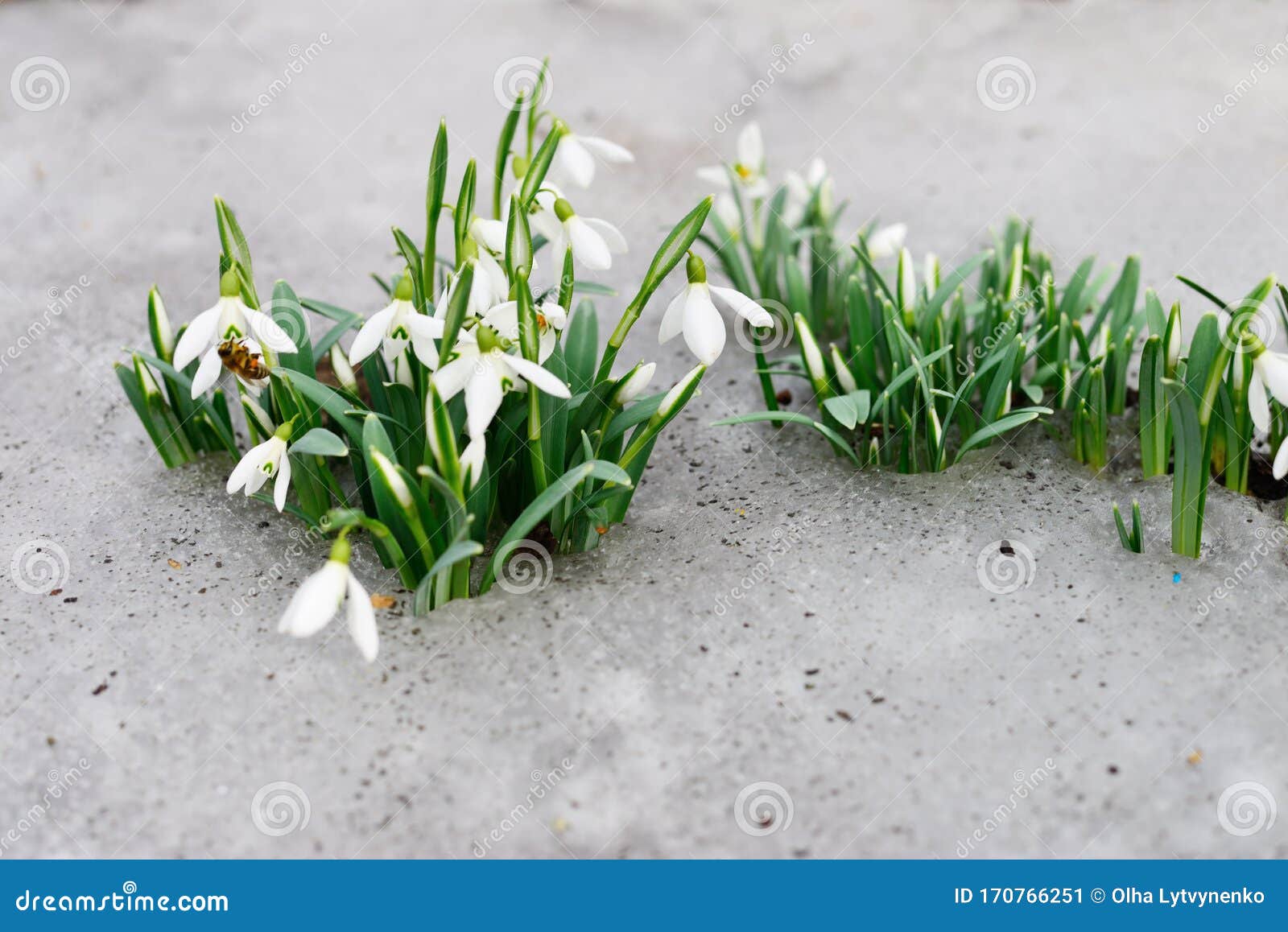 Snowdrops and snow stock image. Image of leaf, green - 170766251