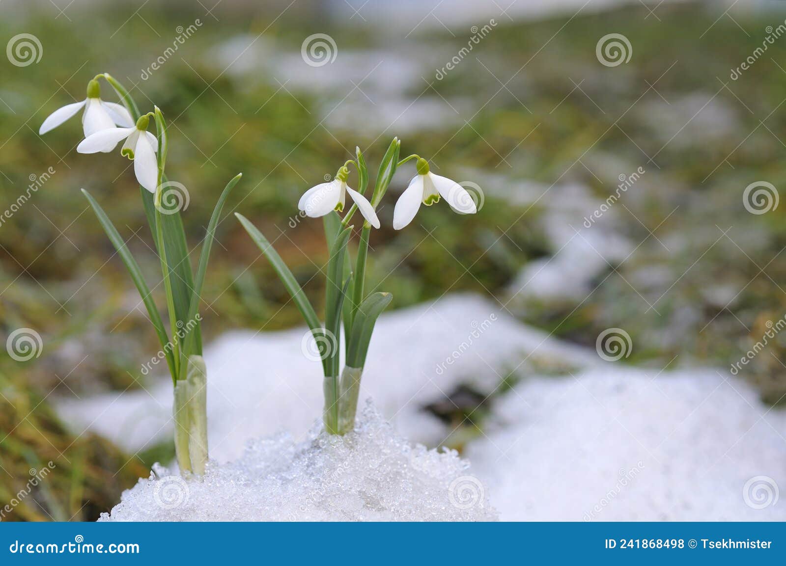 Snowdrops and snow stock photo. Image of beauty, cold - 241868498