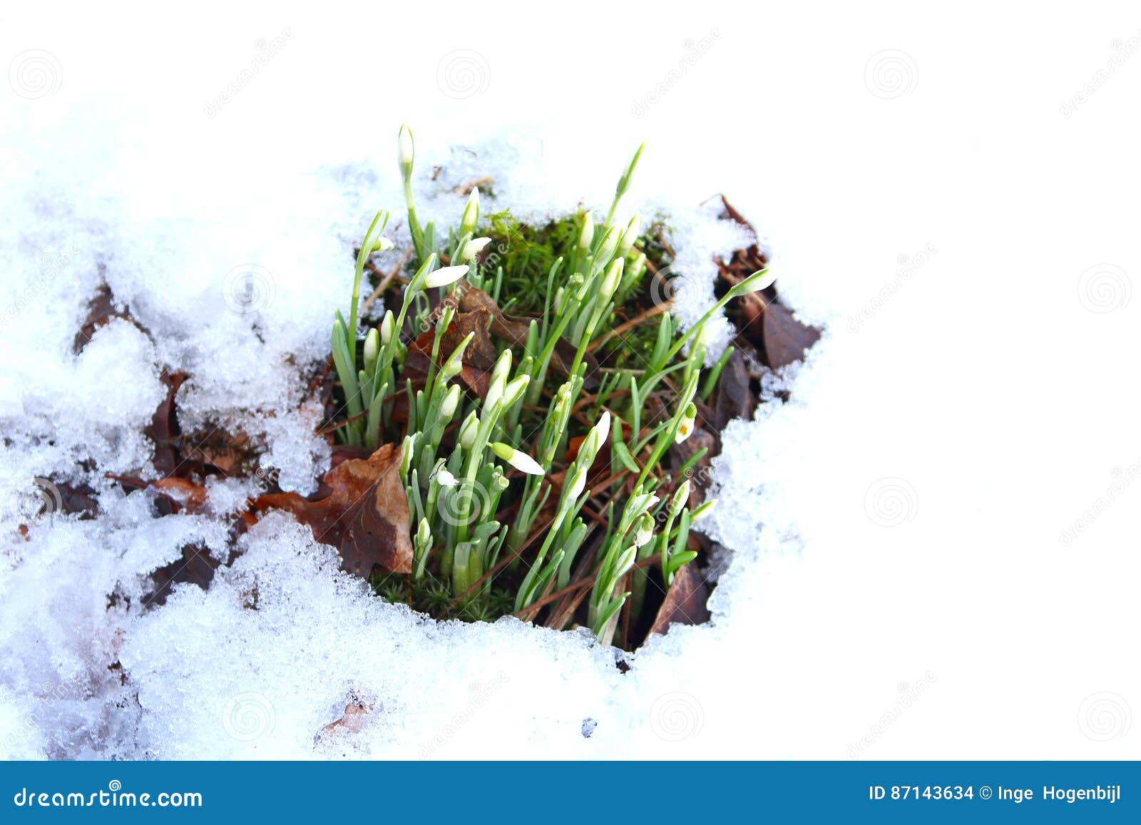 Budding Snowdrops Snow, Spring Coming Stock Photo - Image of frozen ...