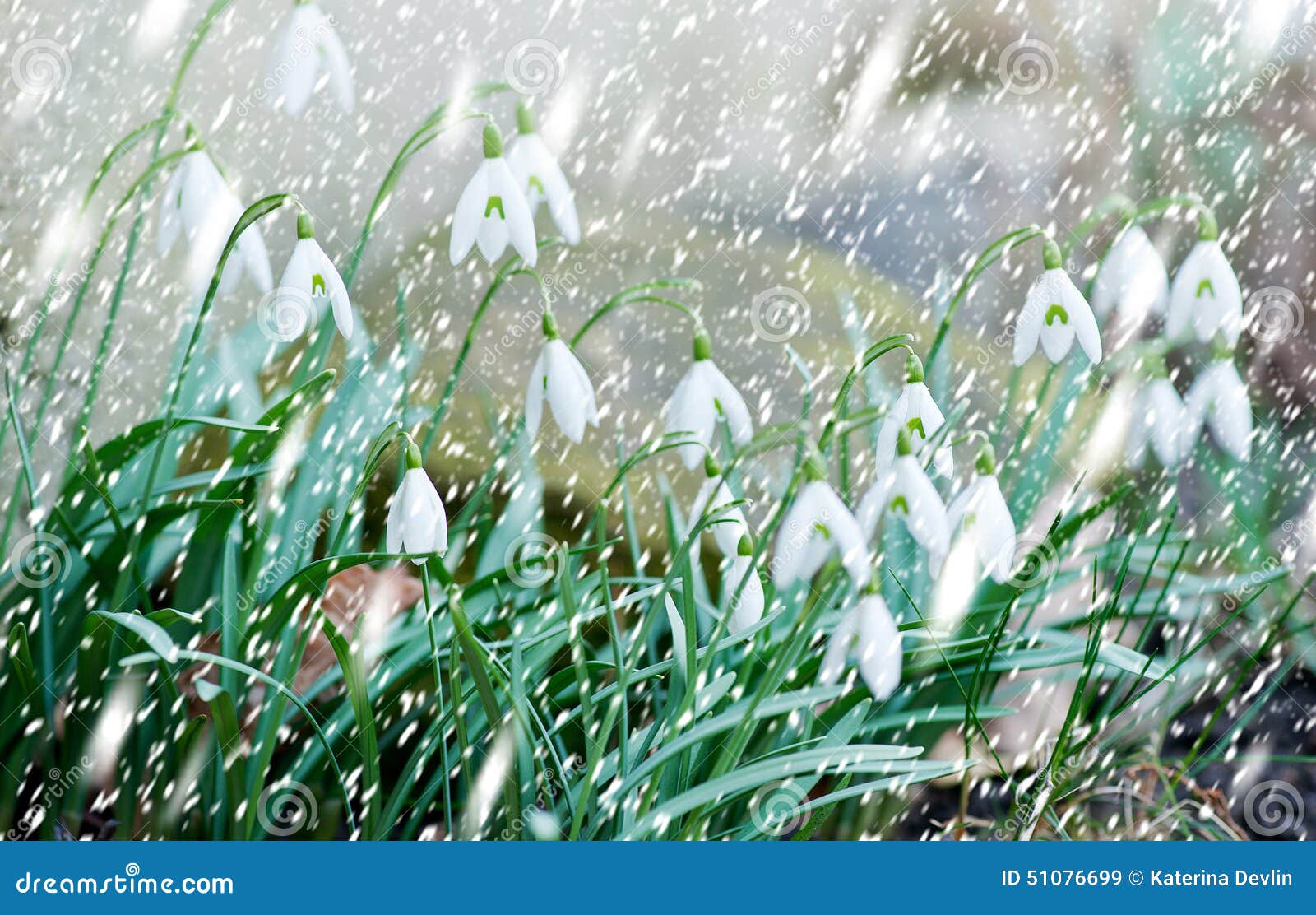 Snowdrops in the snowfall stock image. Image of color - 51076699