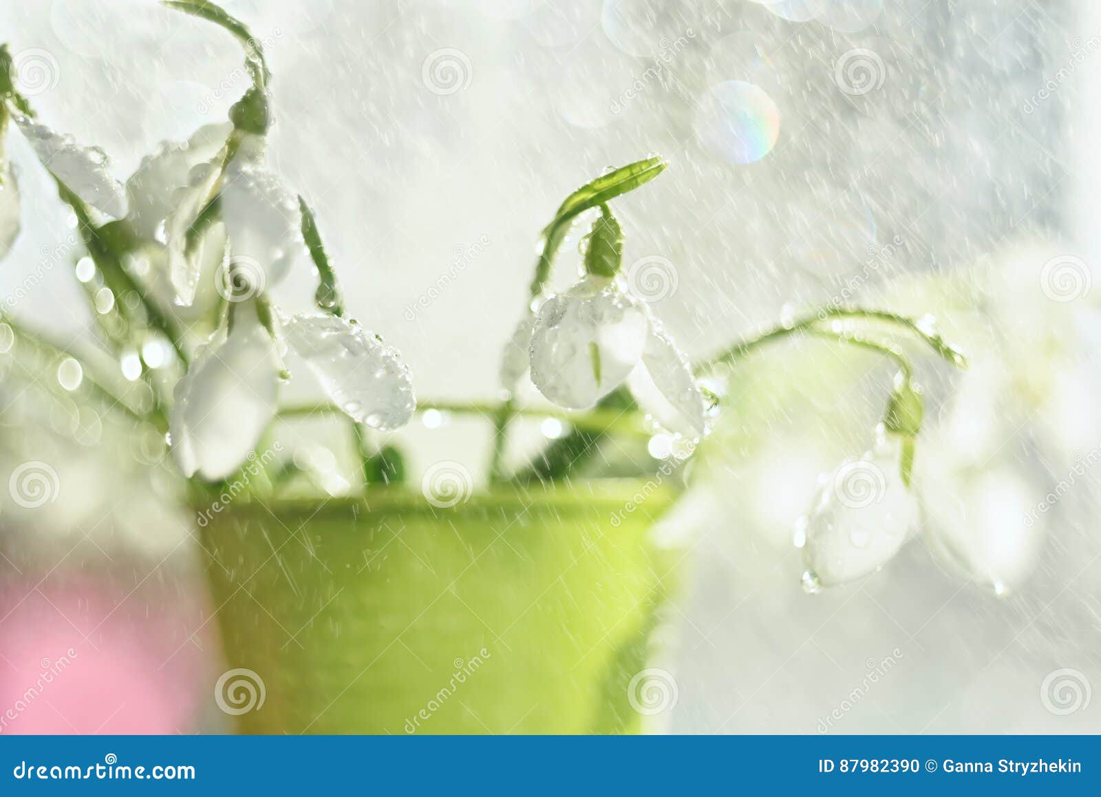 Snowdrops in Sparkling Drops of Dew Stock Photo - Image of water, clean ...