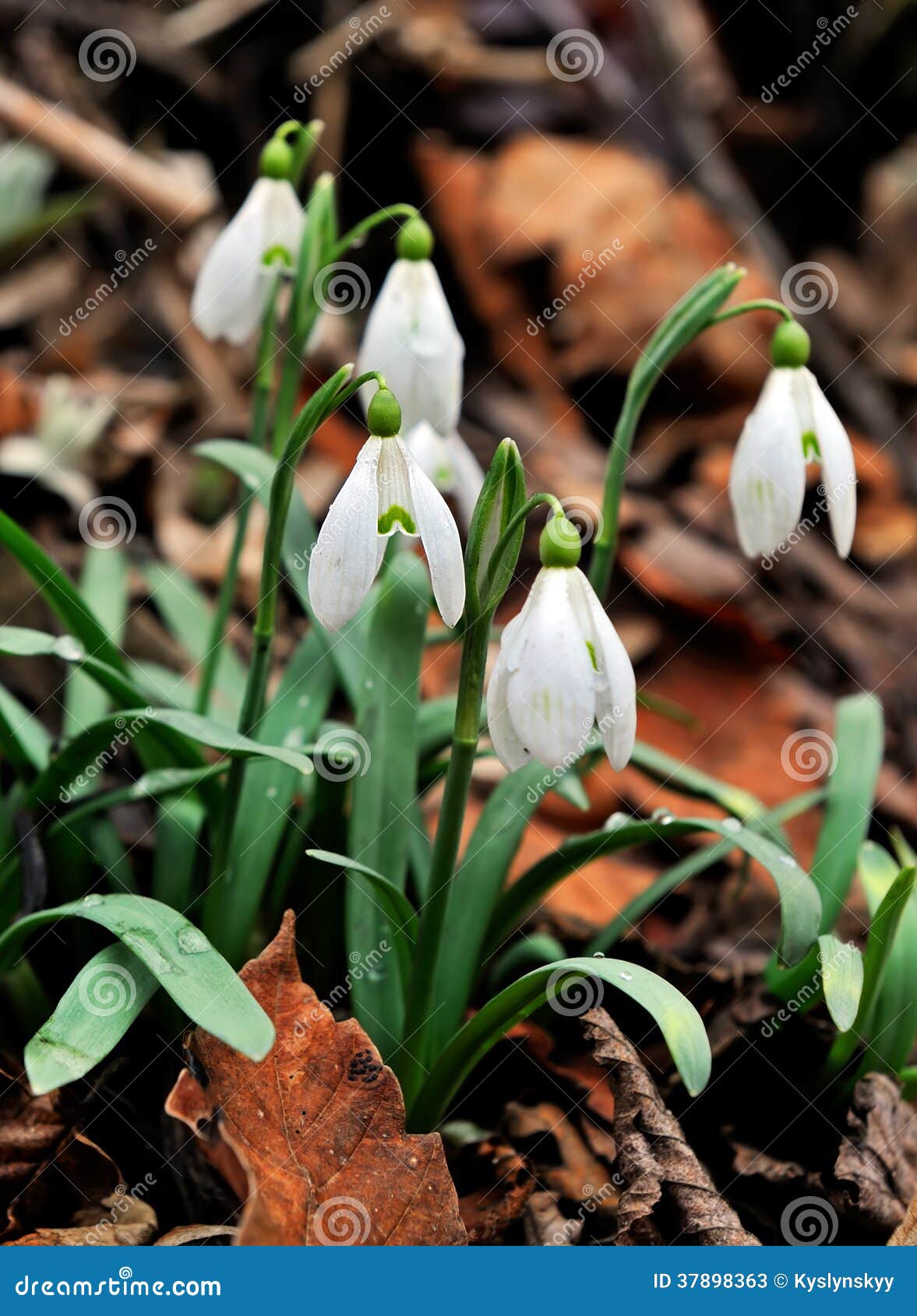 Snowdrops stock image. Image of botany, smell, beautiful - 37898363
