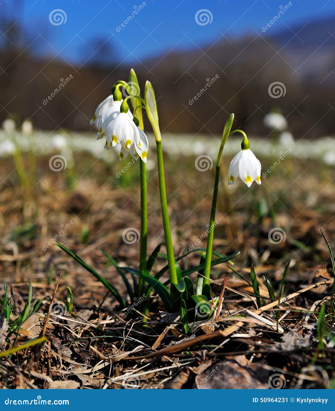 Snowdrops stock image. Image of outdoors, countryside - 50964231
