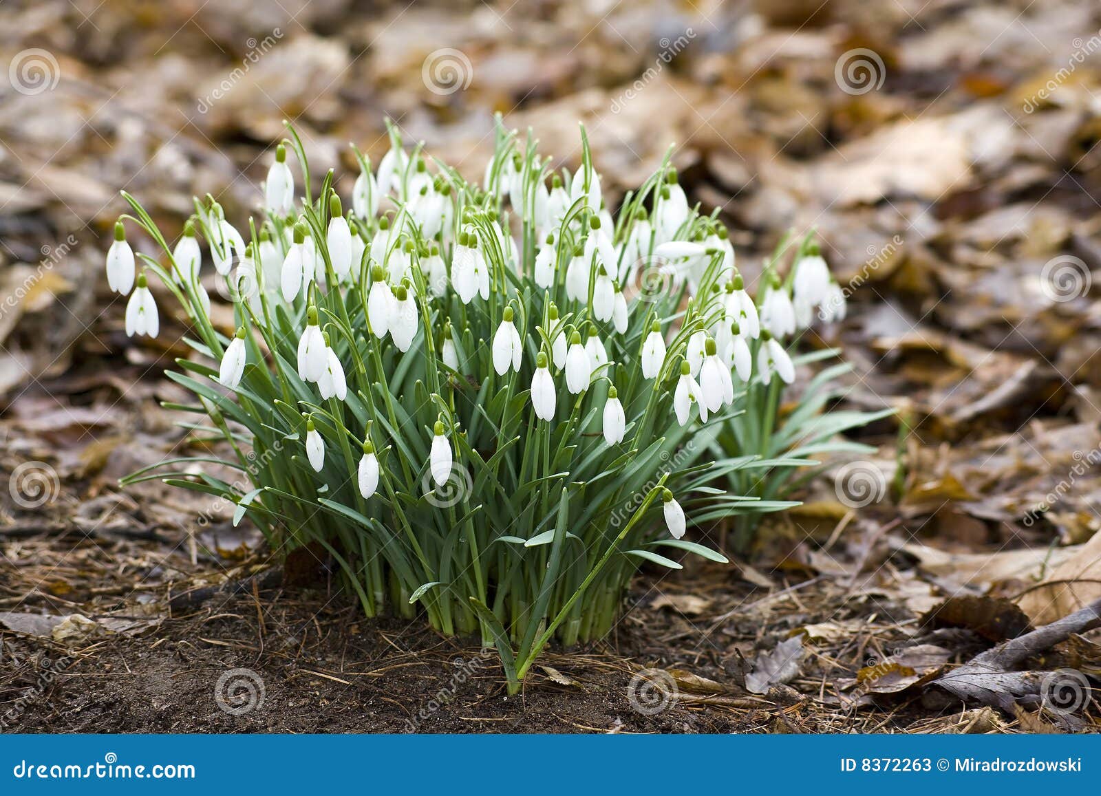 Snowdrops - spring flowers stock image. Image of snowdrop - 8372263