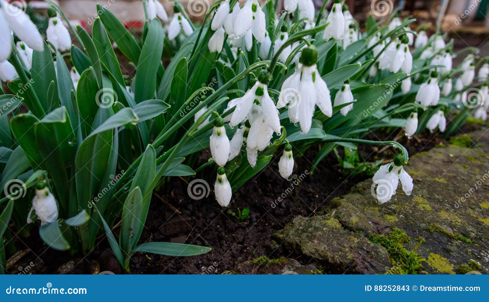 Snowdrops stock image. Image of road, herbal, fresh, plants - 88252843