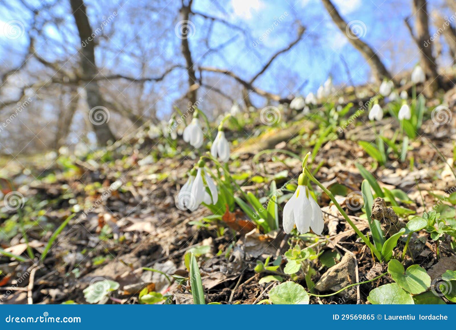 Snowdrops in spring time stock image. Image of season - 29569865