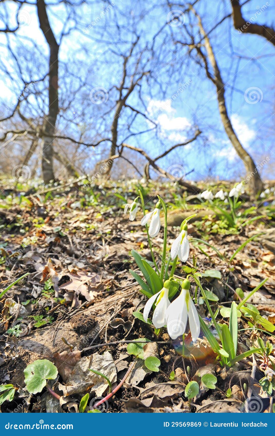 Snowdrops in spring time stock image. Image of sunlight - 29569869