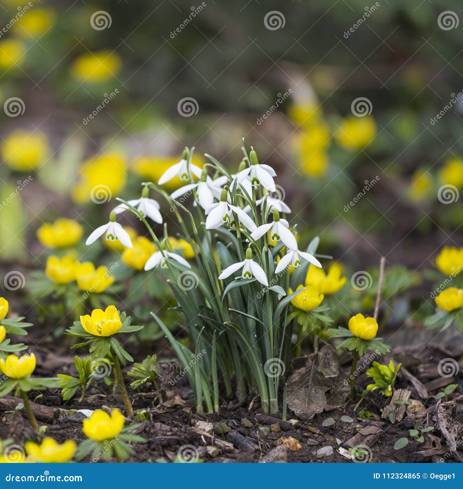 Snowdrops in springtime stock image. Image of isolated - 112324865