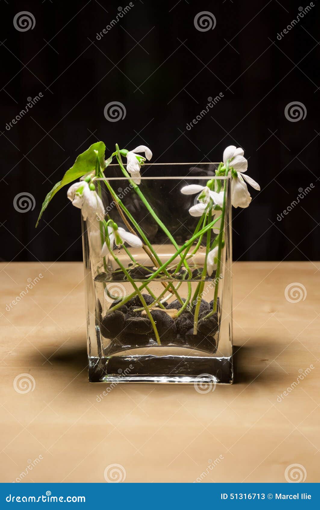 Snowdrops still life stock image. Image of still, snowdrops - 51316713