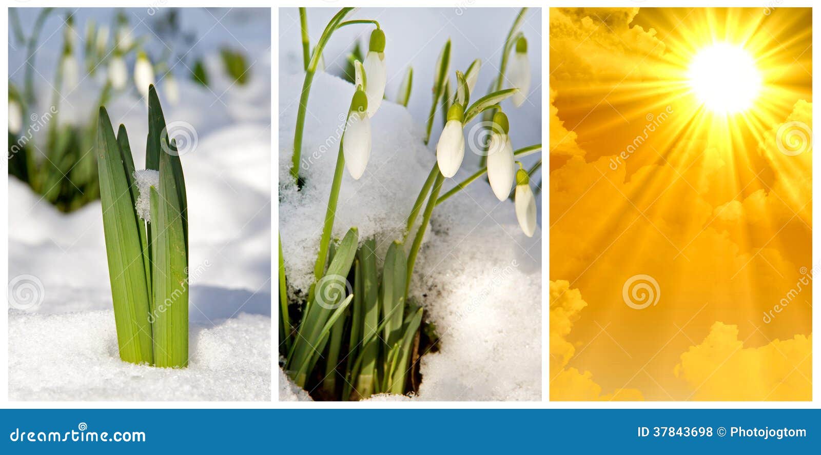 Snowdrops in the sun stock photo. Image of blooming, early - 37843698