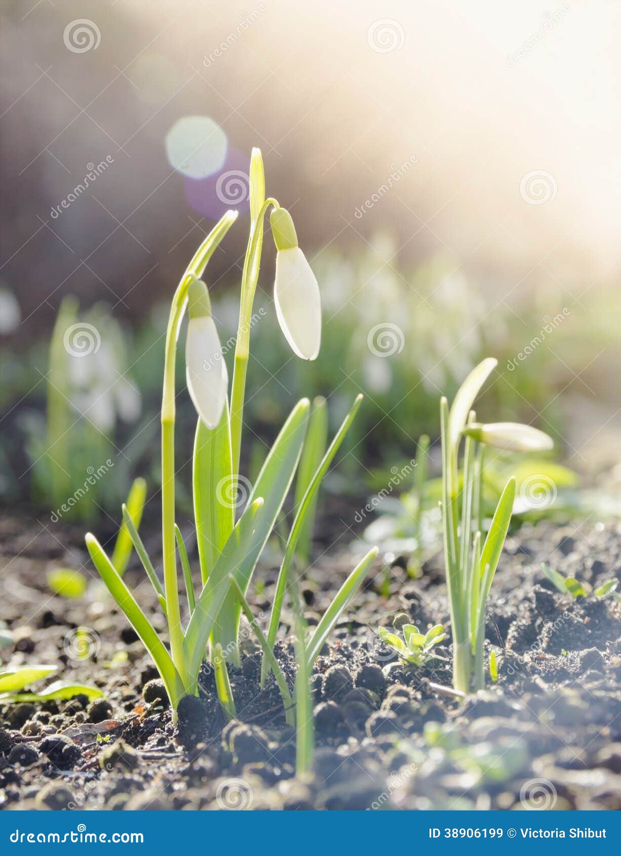 Snowdrops in Sunshine and Bokeh in Park Stock Image - Image of flora ...