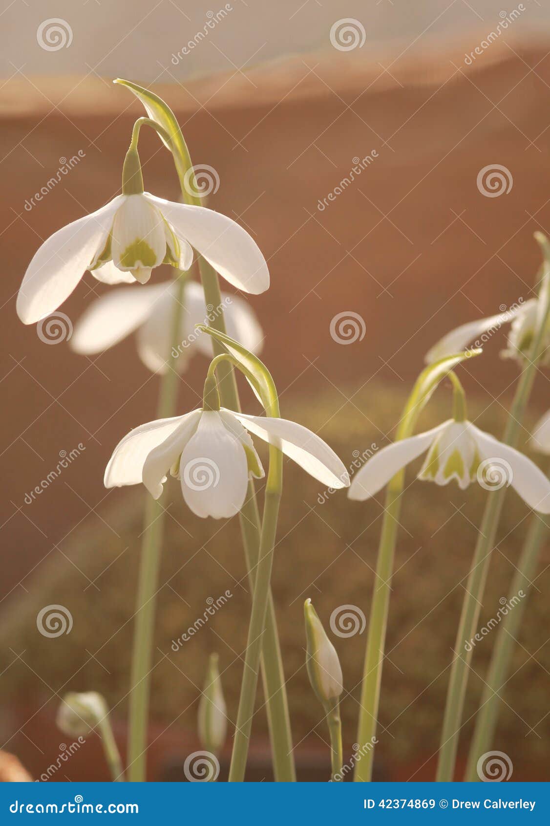 Snowdrops in Sunshine stock image. Image of botanical - 42374869