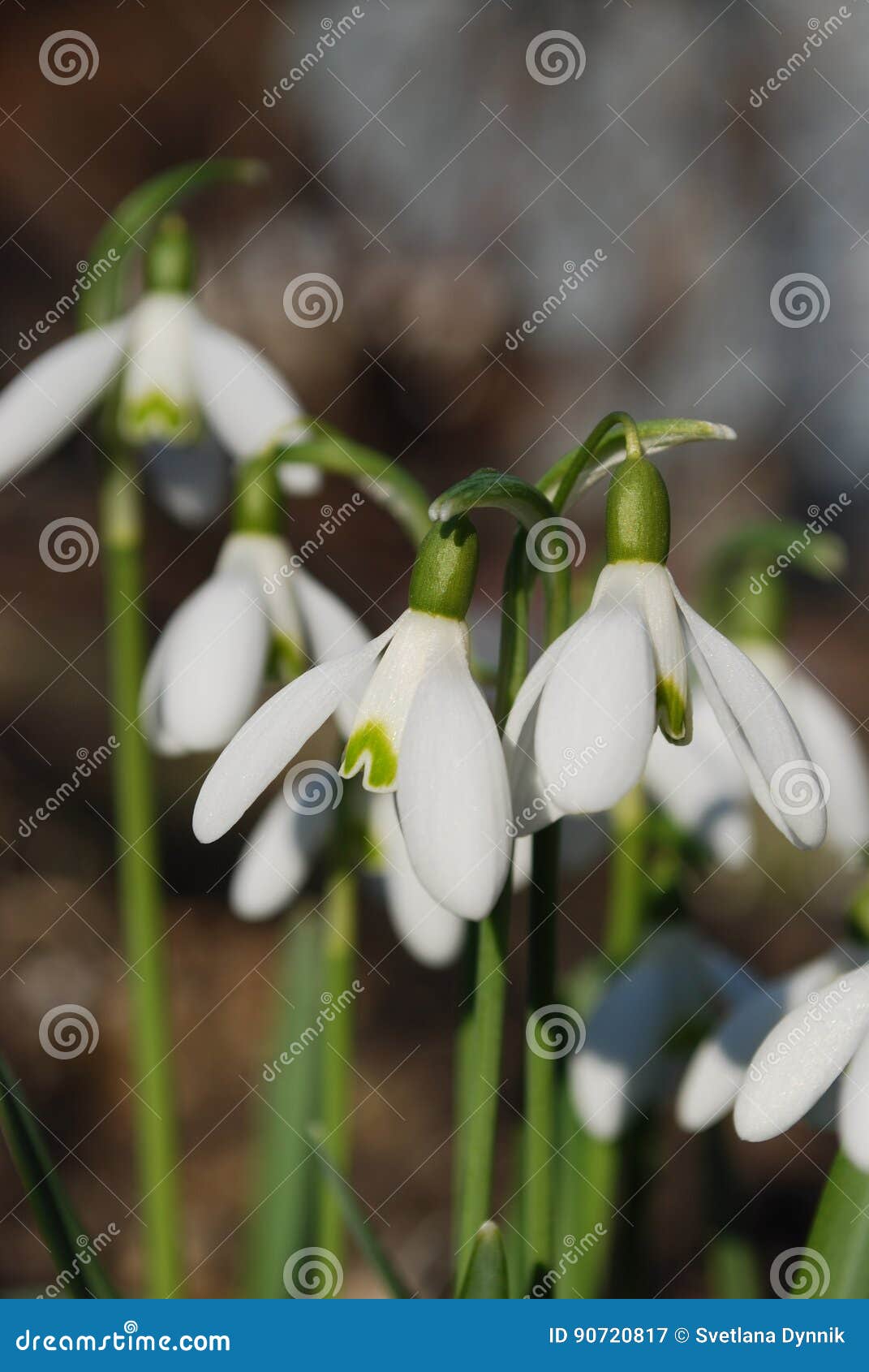 Snowdrops stock image. Image of spring, plants, petals - 90720817