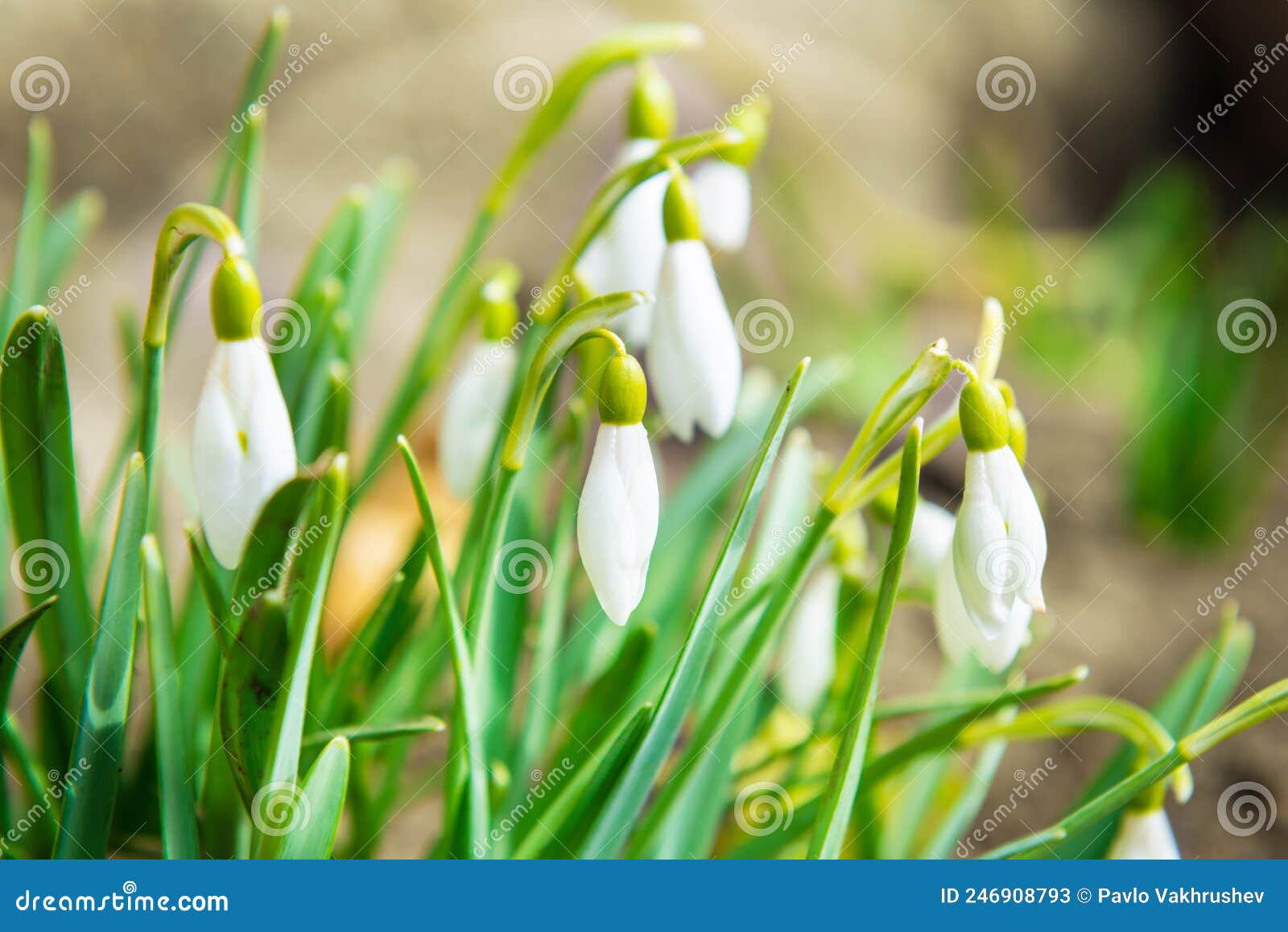 Snowdrops White Spring Flowers Stock Image - Image of beautiful, flora ...