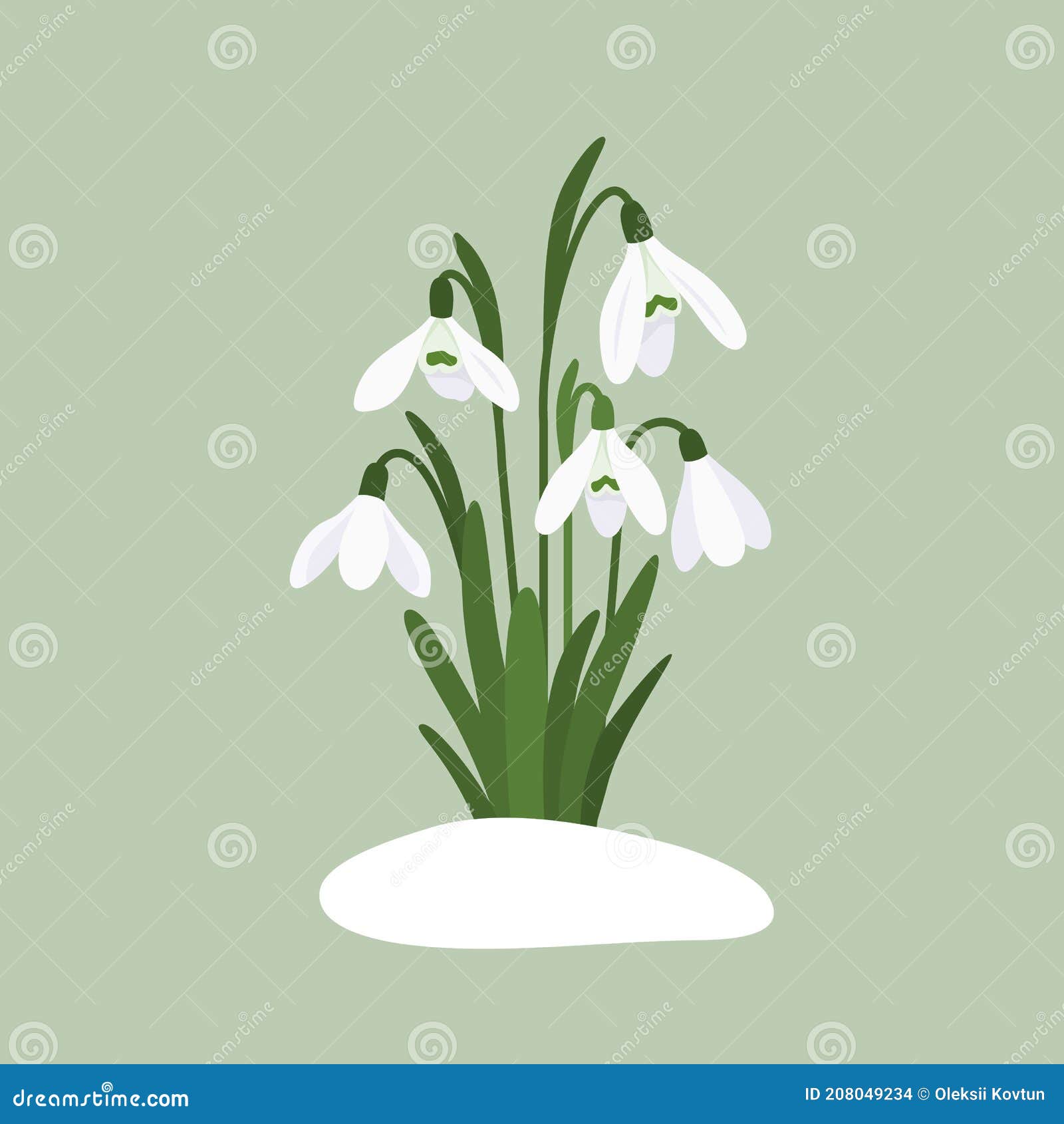Snowdrops. White Background. Watercolor Hand-made Botanical ...