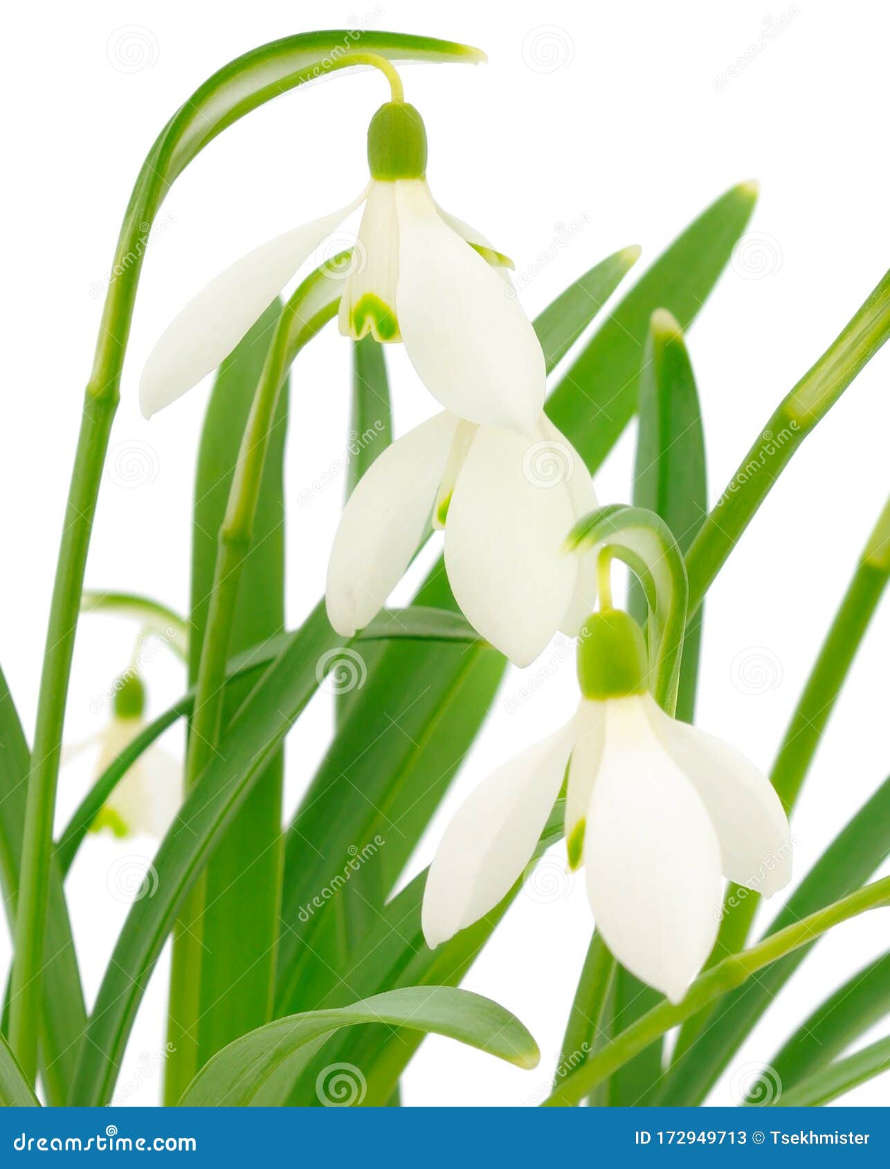 Snowdrops on white stock image. Image of green, beauty - 172949713