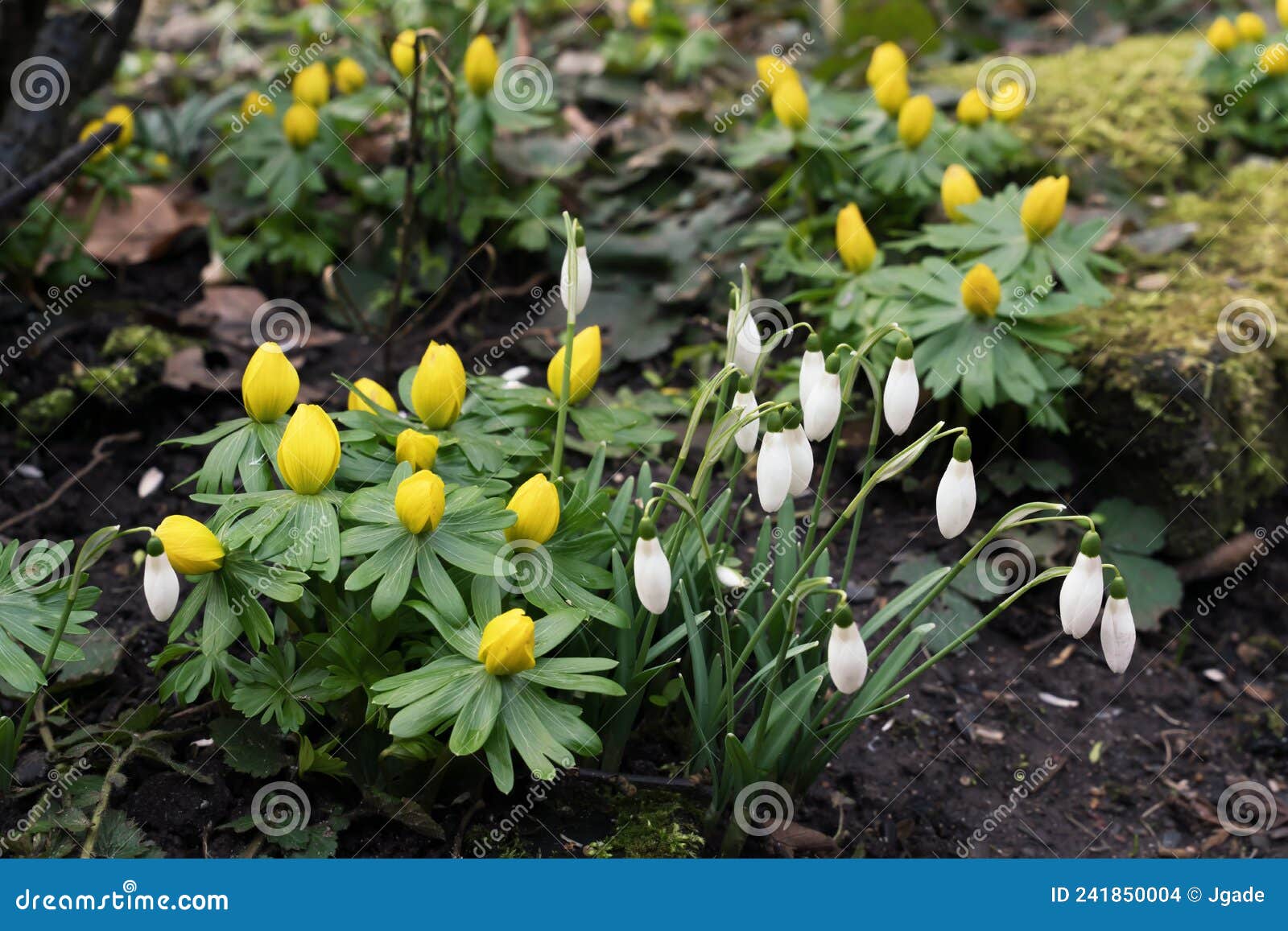 Snowdrops and Winter Aconite Stock Photo - Image of moss, white: 241850004