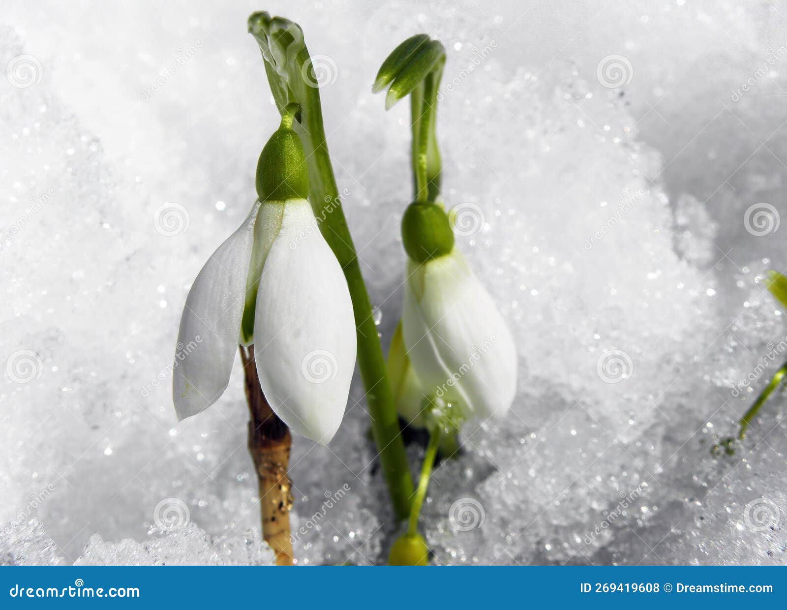 Snowdrops in winter forest stock photo. Image of flowers - 269419608