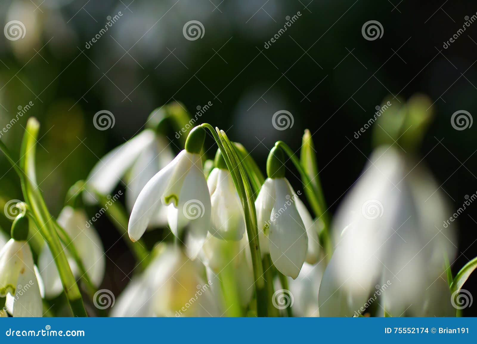 Snowdrops stock photo. Image of snow, sunlight, snowdrops - 75552174
