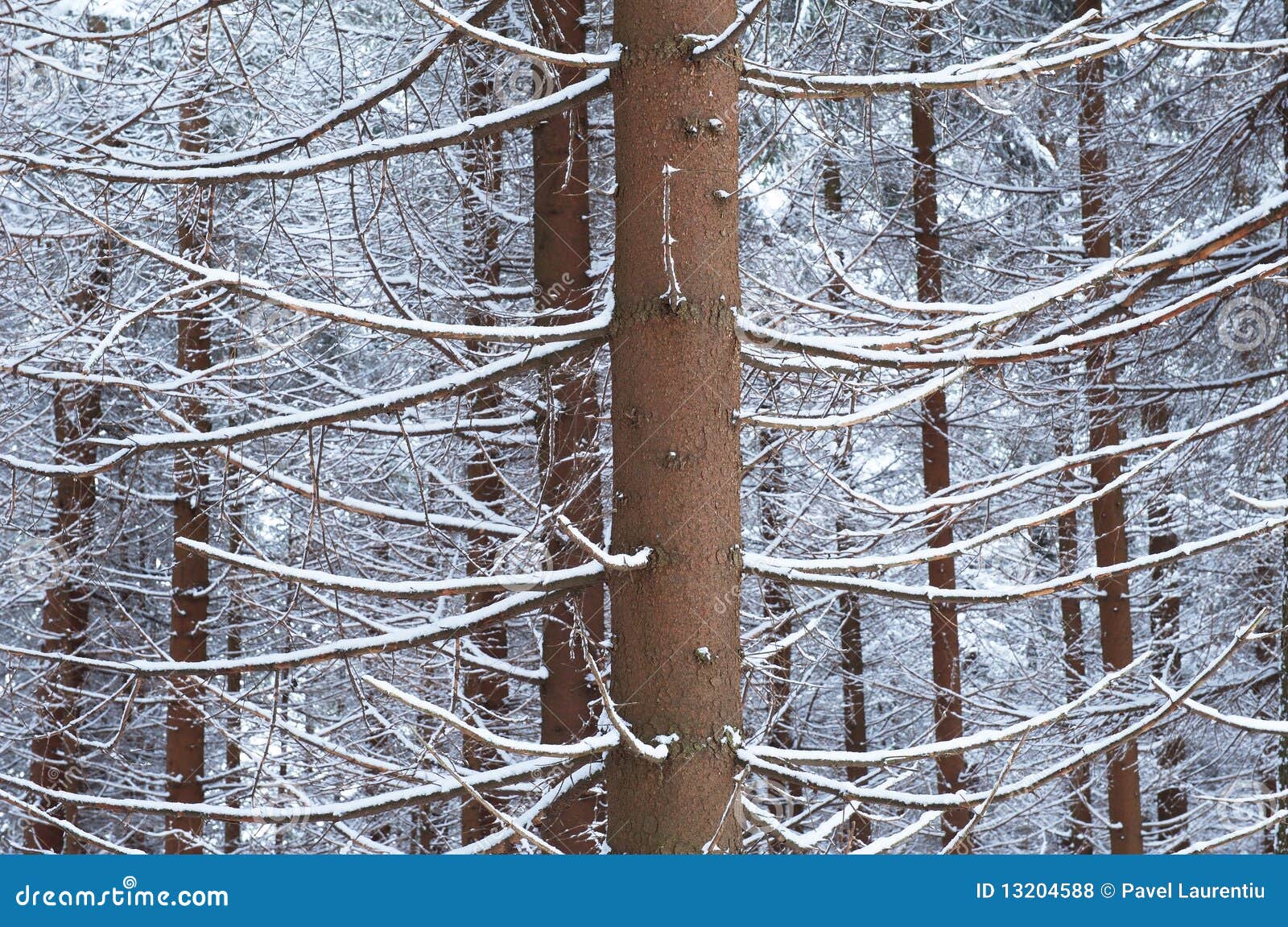 Snowed forest stock photo. Image of leaves, woods, mountains - 13204588