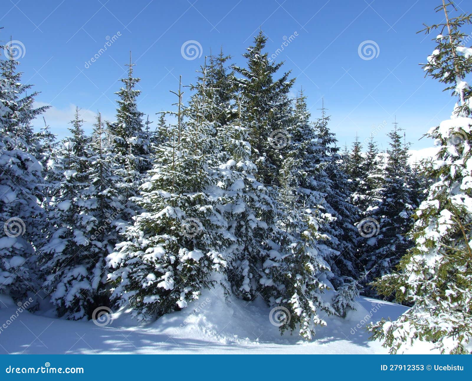 Snowed forest stock image. Image of rural, blue, white - 27912353