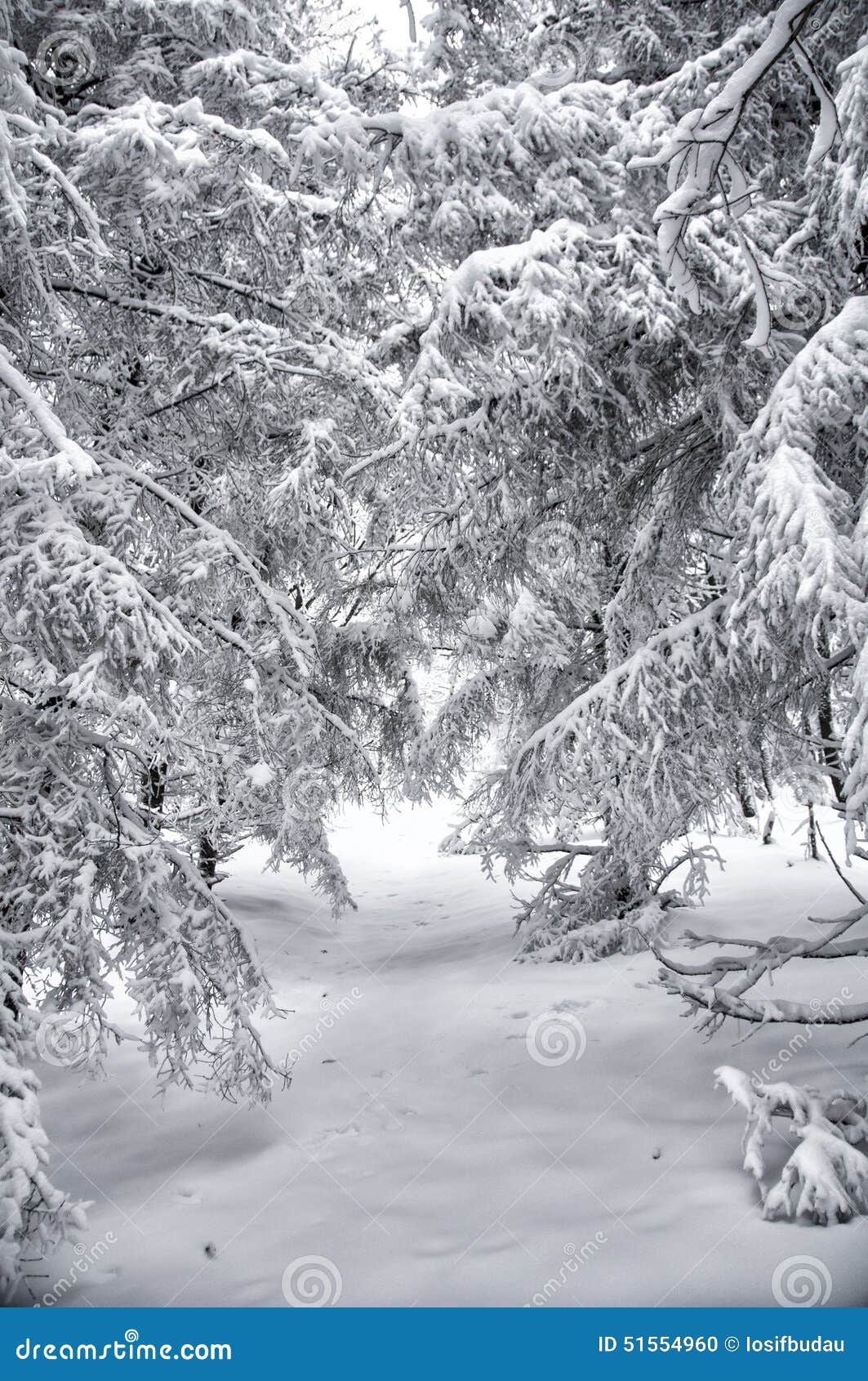 Snowed forest stock photo. Image of landscape, forest - 51554960