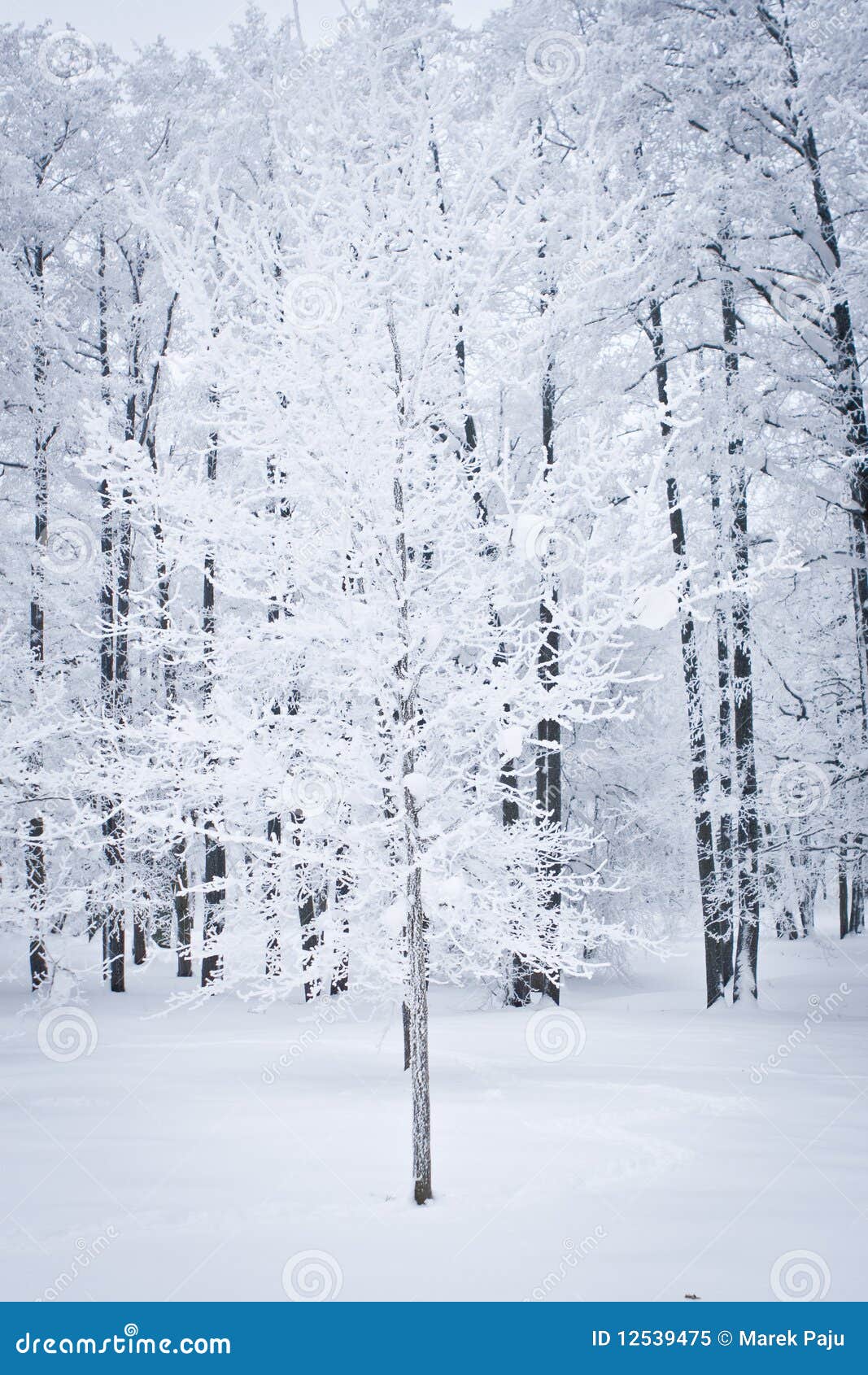 Snowed Tree stock image. Image of tree, view, dark, cold - 12539475