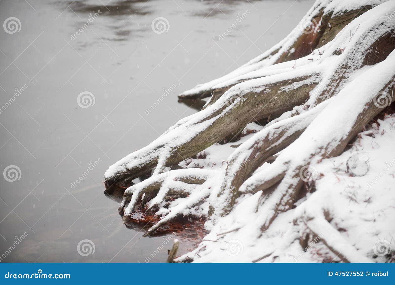 Snowed tree root stock photo. Image of snow, horizontal - 47527552