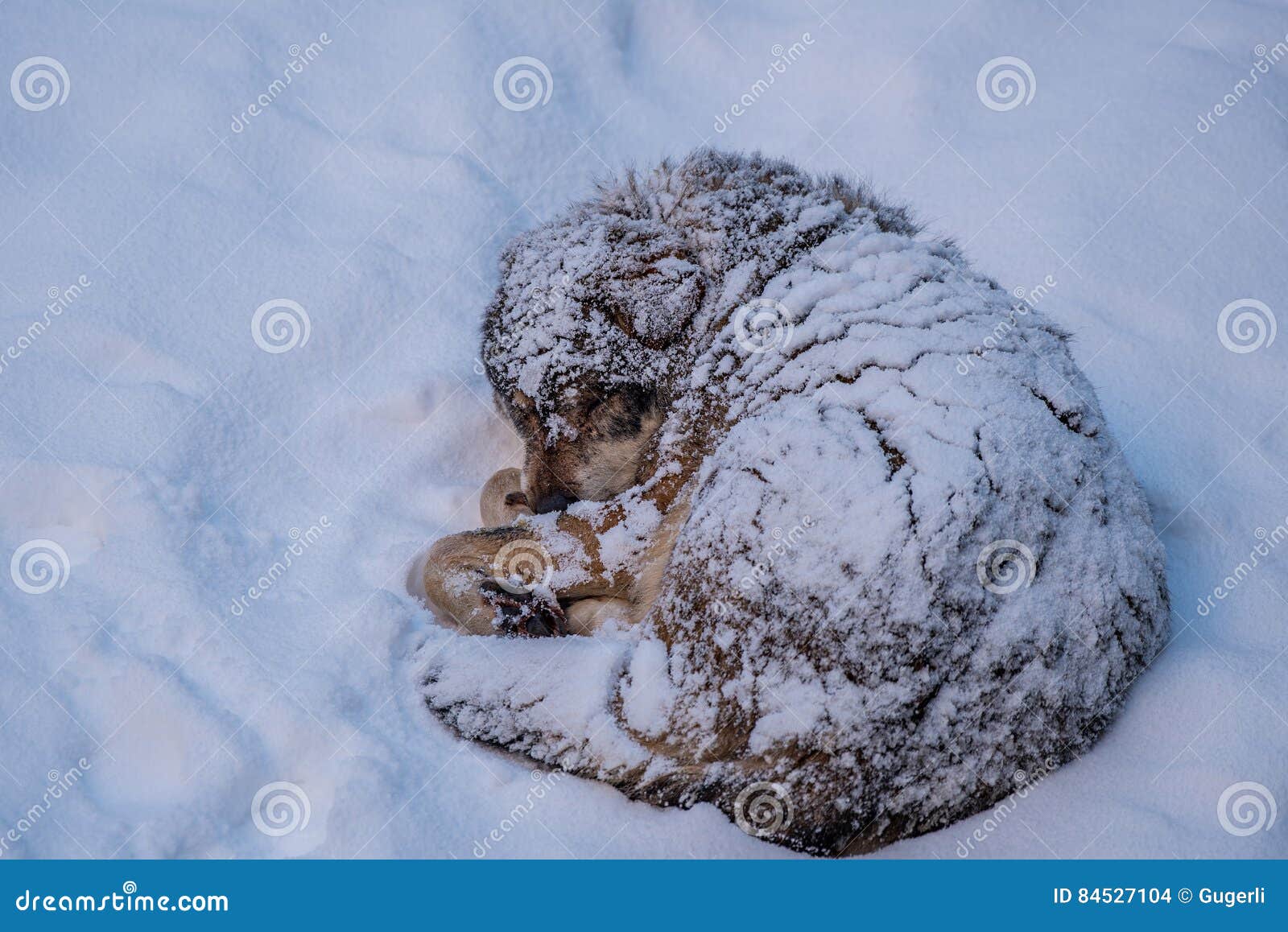 Snowed in Wolf stock photo. Image of sleep, animal, snowed - 84527104