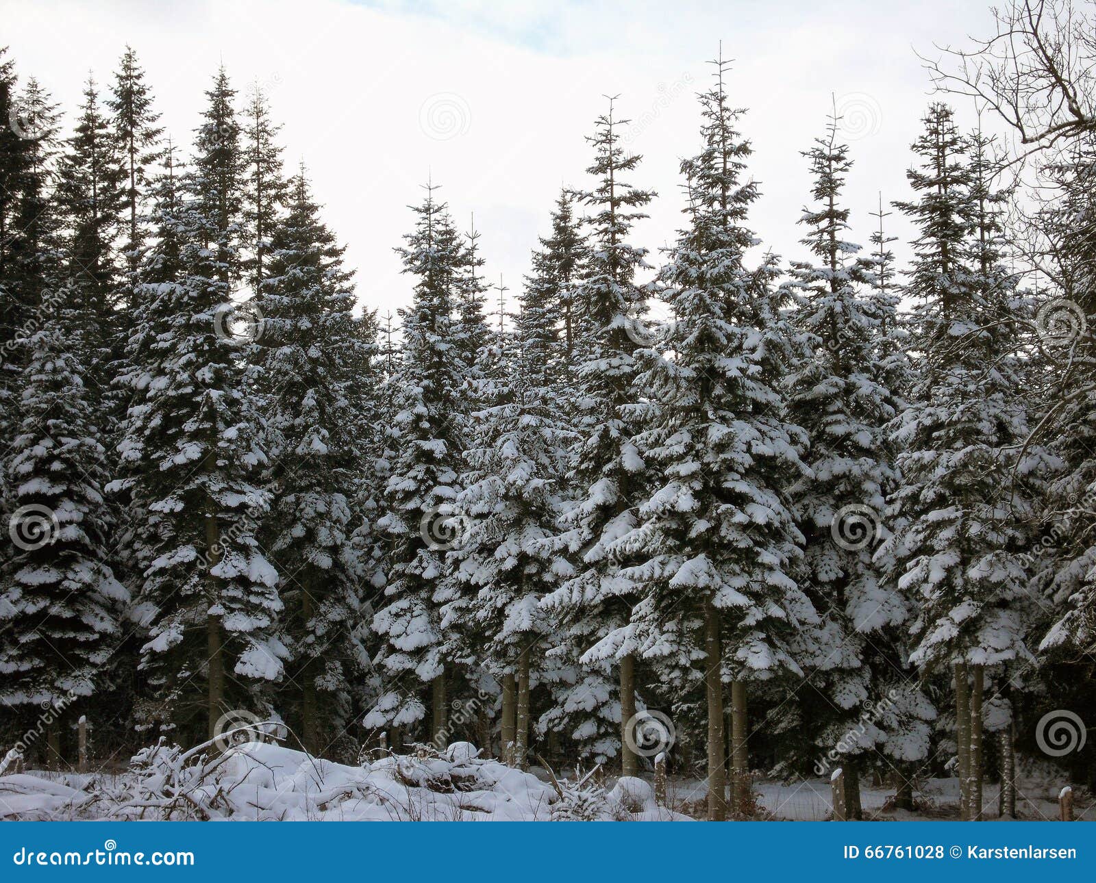 Snowey pines stock photo. Image of nature, white, trees - 66761028
