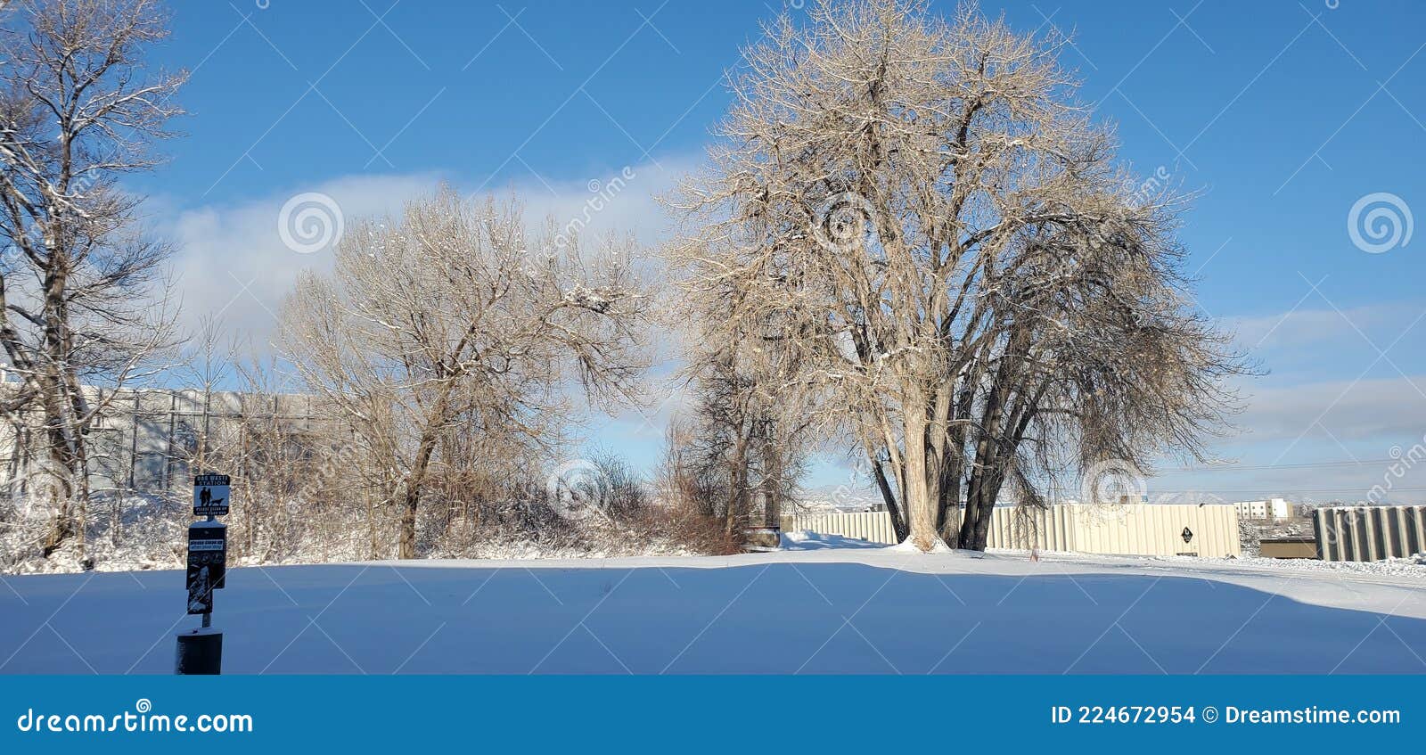 Snowey stock photo. Image of blizzard, snow, flower - 224672954