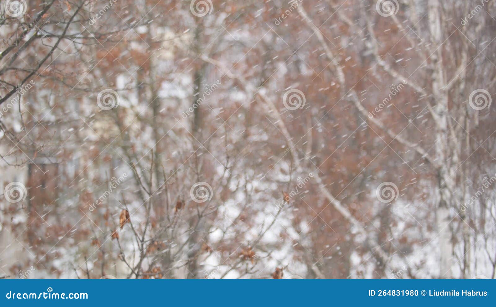 Snowfall on the Background of Blurry Trees Stock Footage - Video of ...