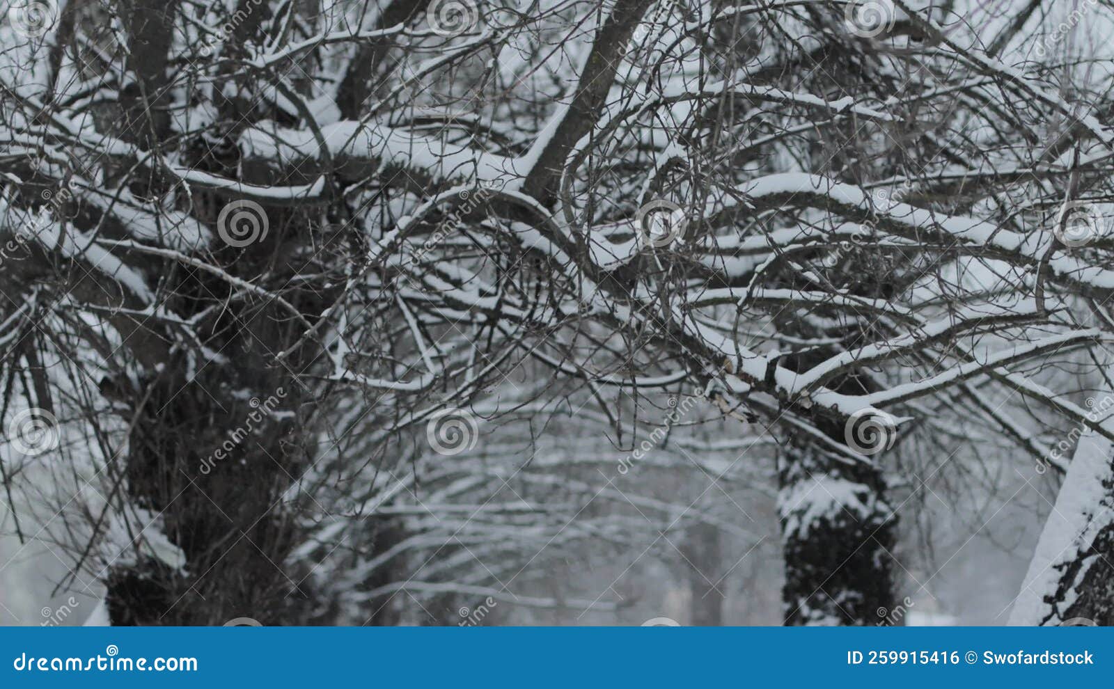 Snowfall on the Background of Tree Branches with Snow in Winter in ...
