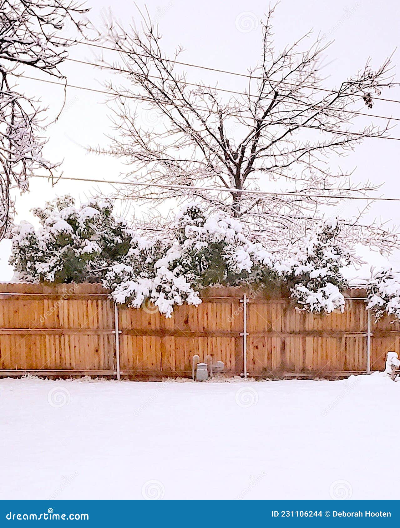 Snowfall in the Backyard stock photo. Image of flower - 231106244