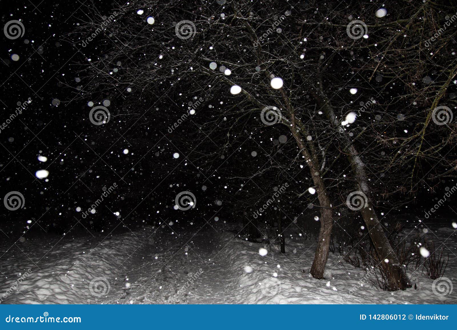 Snowfall, Blizzard, Snow Flakes. Winter Night Landscape with Trees and ...