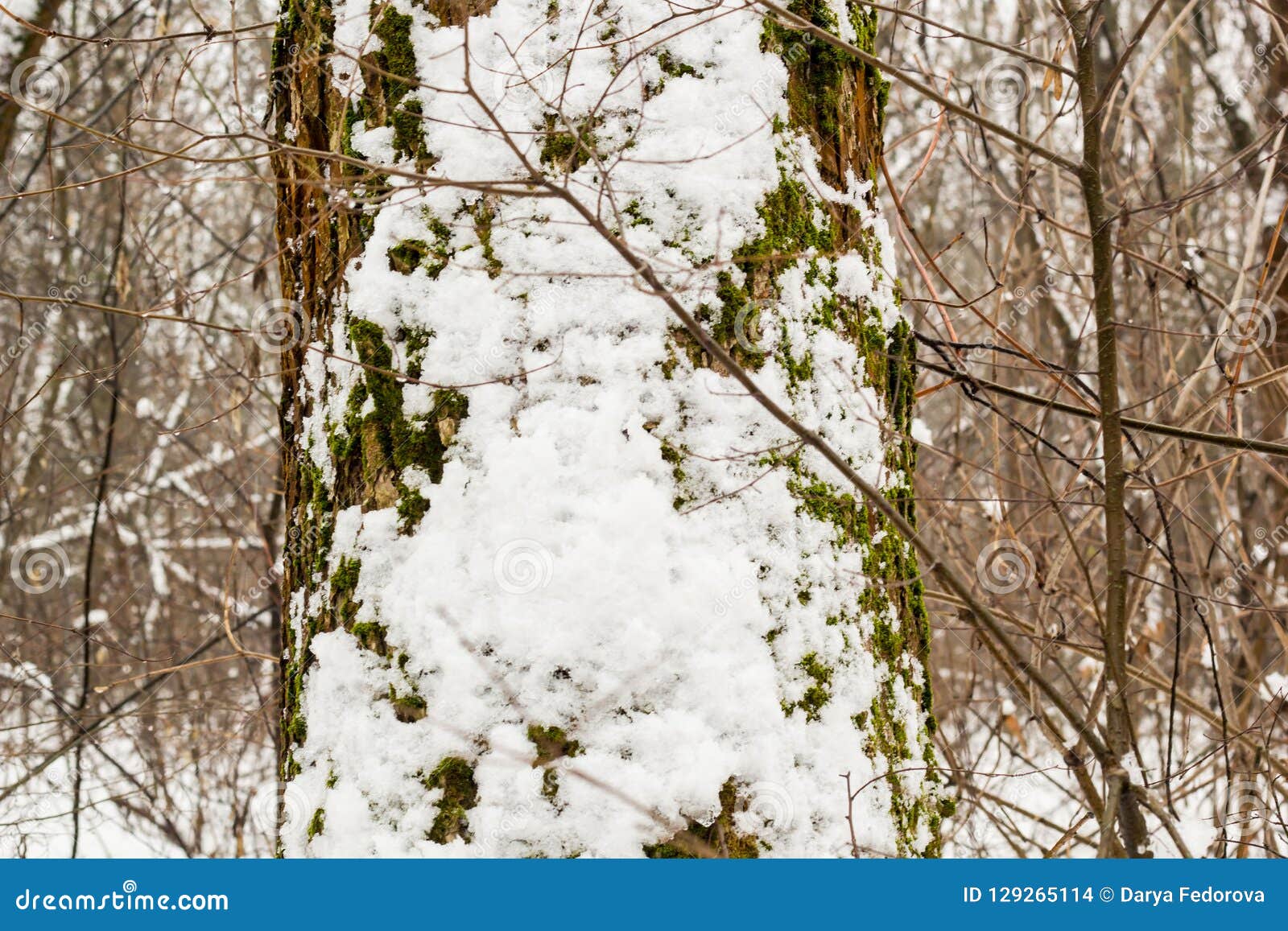 Snowfall in the Deciduous Forest. Tree Trunks Covered with Moss and Wet ...
