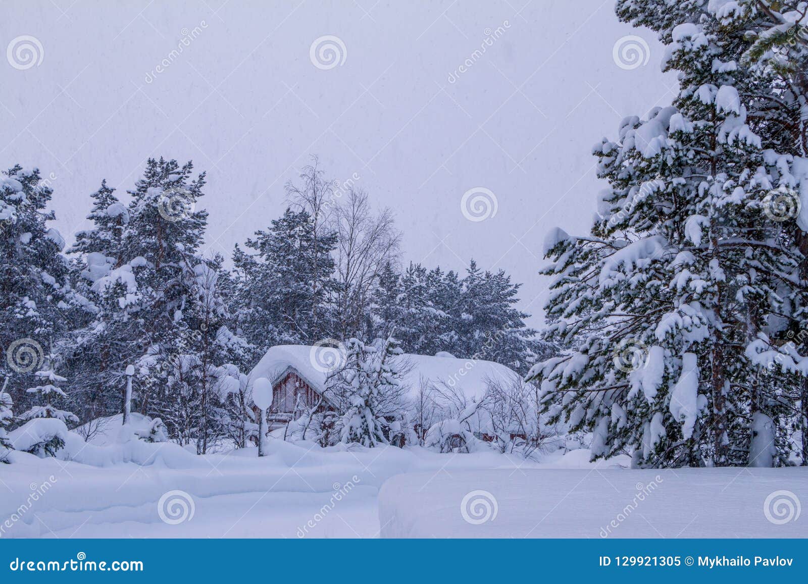 Snowfall in the Evening Forest Stock Image - Image of forest, cold ...