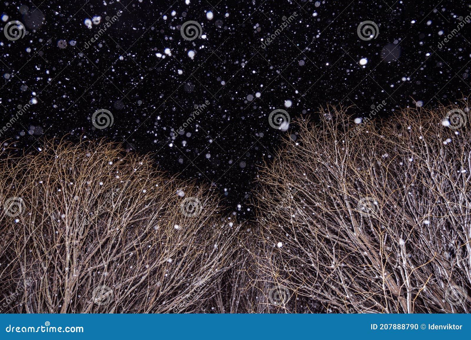 Snowfall, Falling Snow in Winter Night. Trees Branches in Snow ...