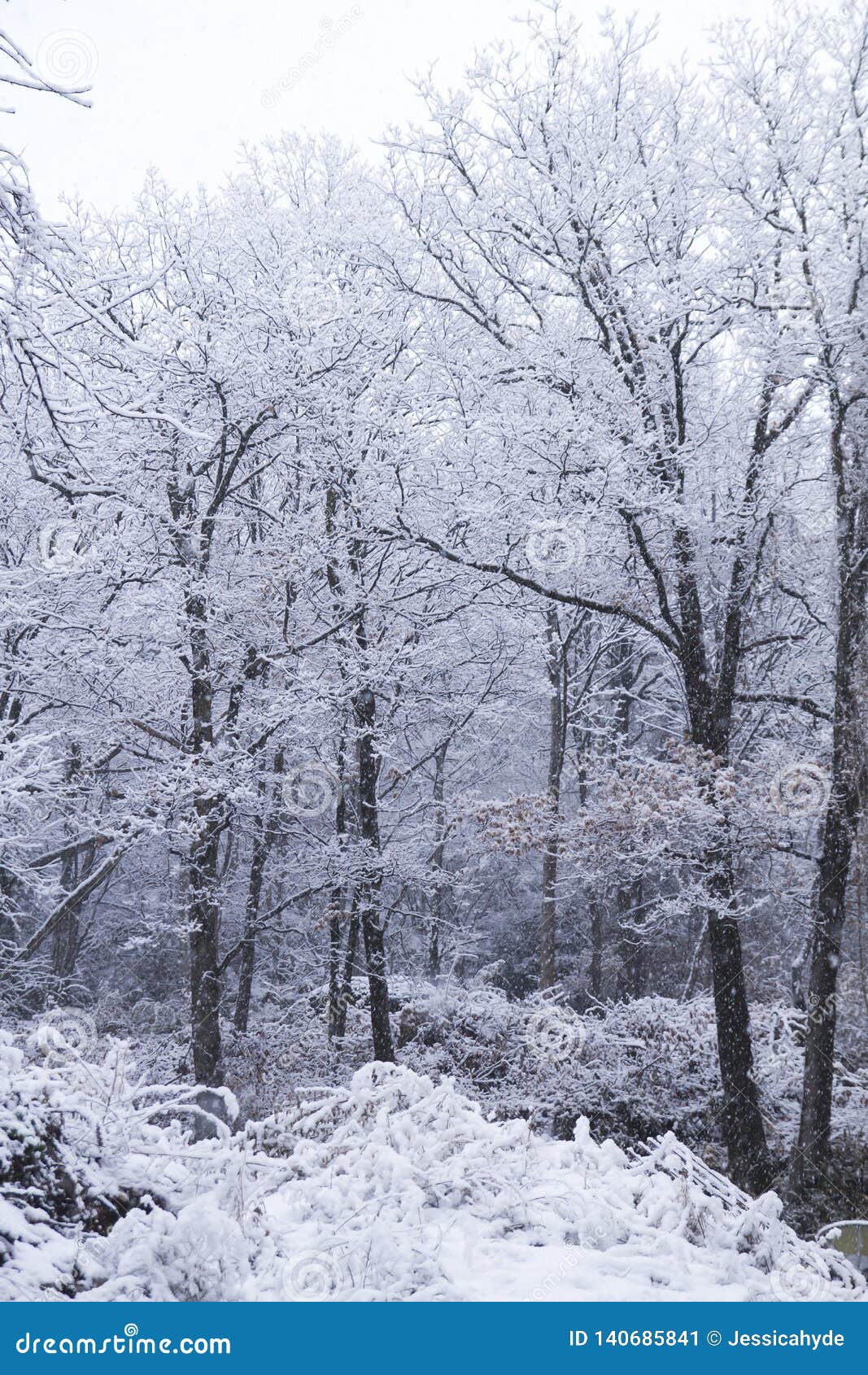 Snowfall in a forest stock image. Image of blizzard - 140685841