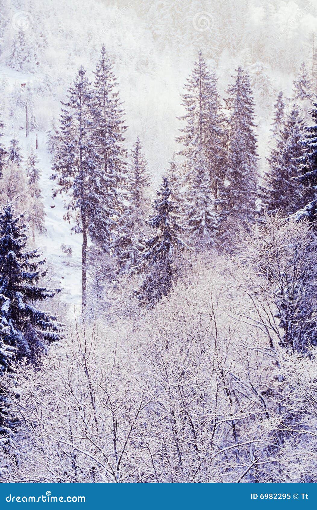 Snowfall in the forest stock image. Image of scenery, branch - 6982295
