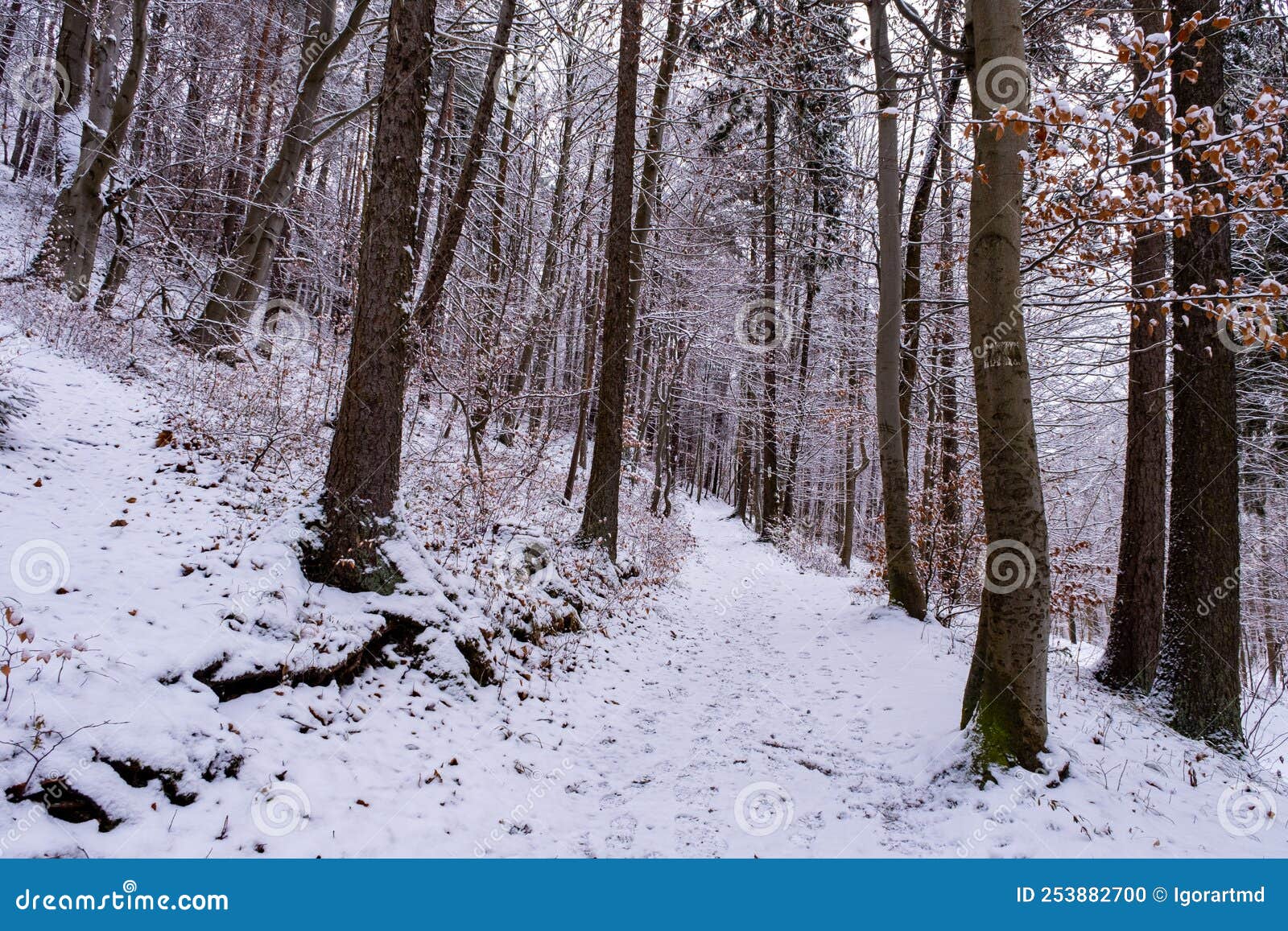 Snowfall in the forest stock photo. Image of blizzard - 253882700