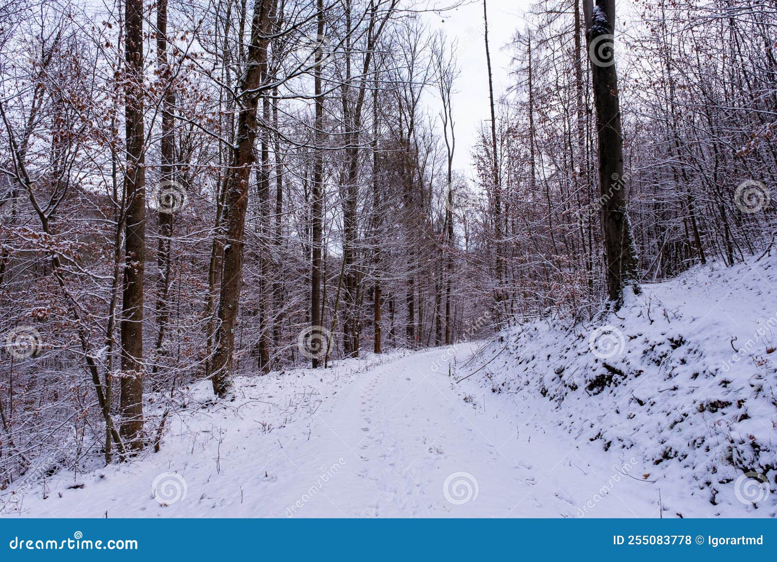 Snowfall in the forest stock photo. Image of cold, glow - 255083778